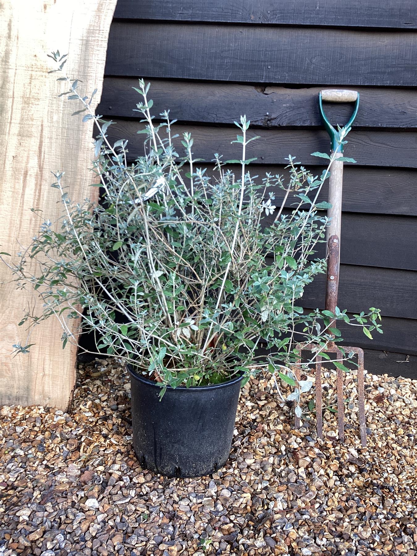 Teucrium fruticans | Tree Germander - 50-100cm, 10lt – Arundel Arboretum