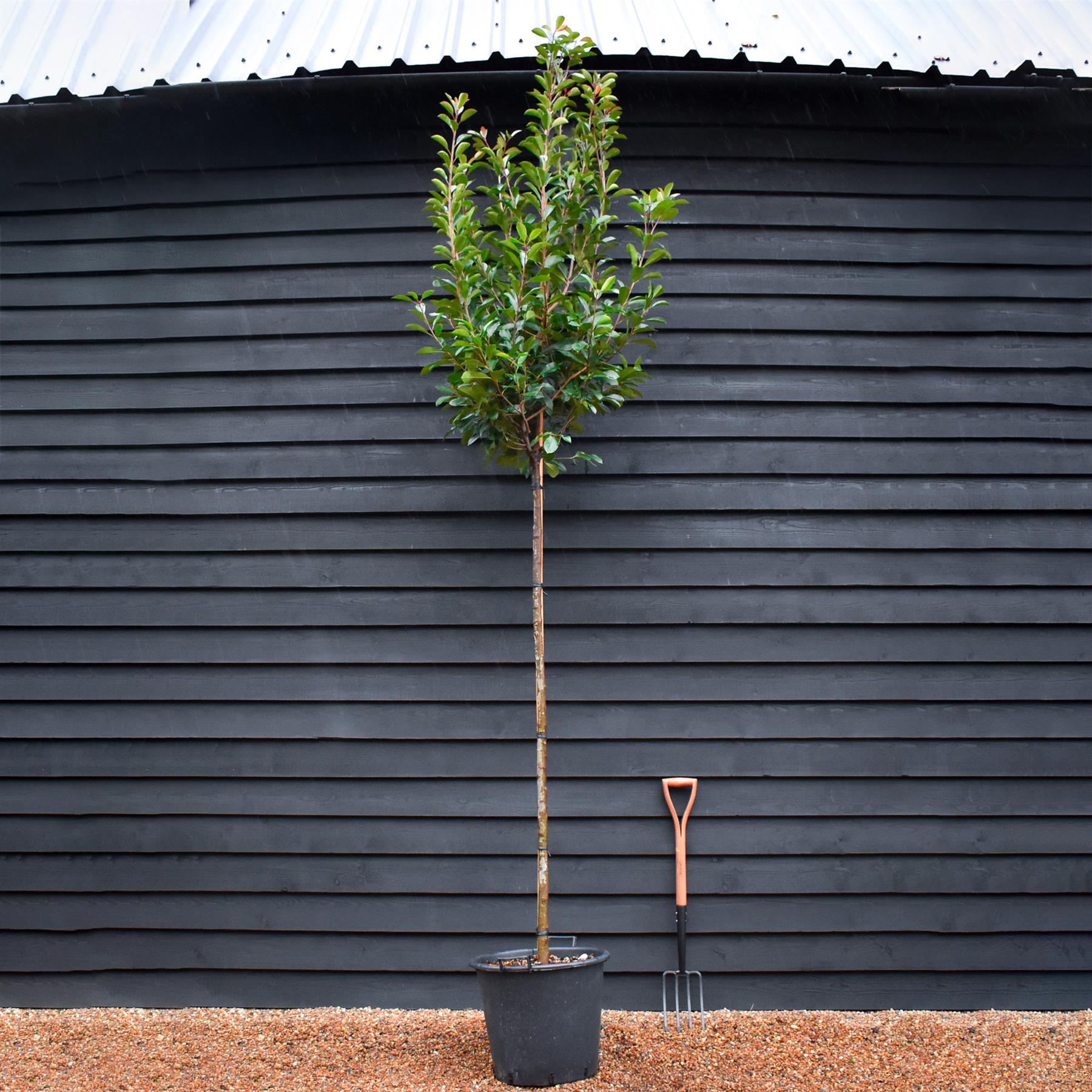 Photinia Red Robin | Christmas berry 'Red Robin' - 400-420cm - 10cm ...