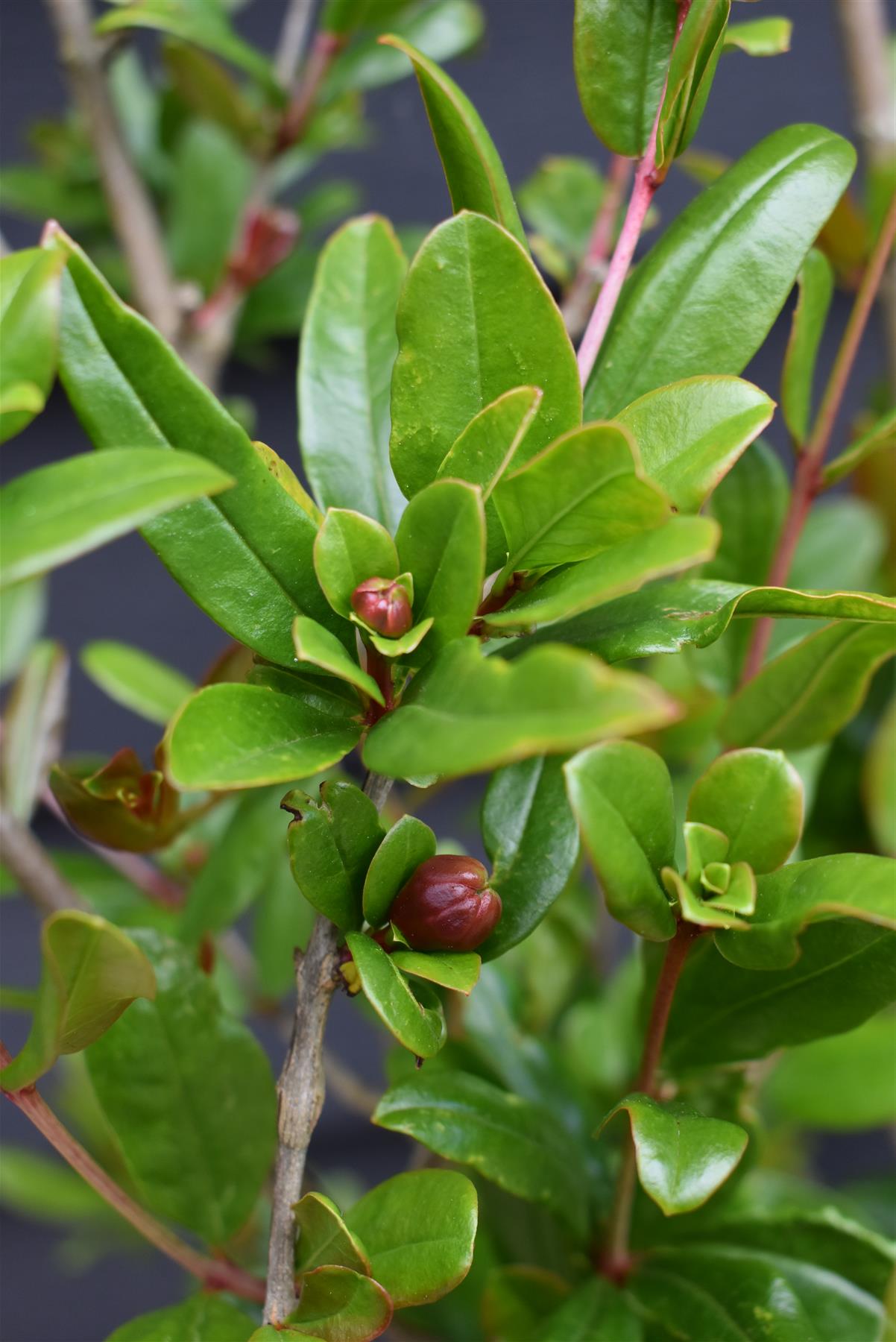 Punica granatum - Pomegranate - Multistem - 130-140cm - 18lt – Arundel ...
