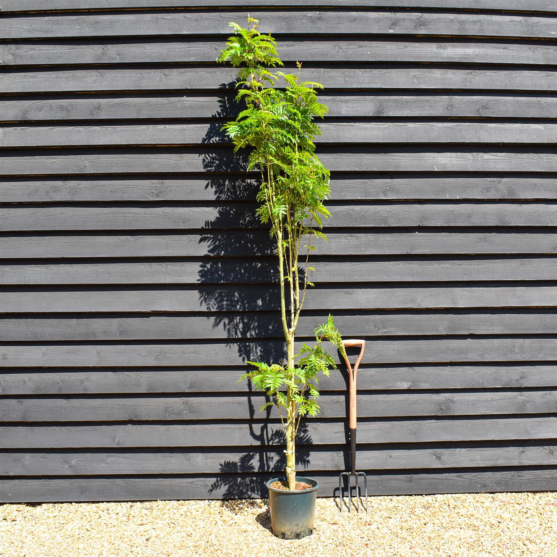 Sorbus aucuparia Autumn Spire | Mountain Ash ‘Autumn Spire’ - Height 1 ...