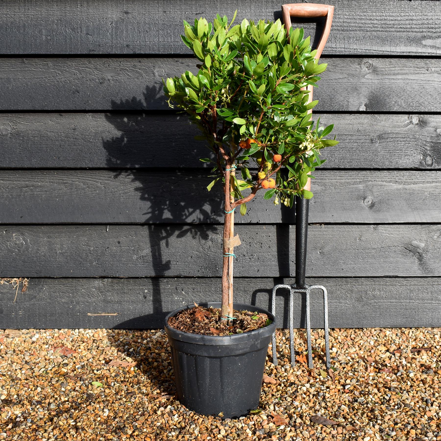 Arbutus unedo Tree | Strawberry Tree - Clear Stem 30-40cm - Height 70 ...
