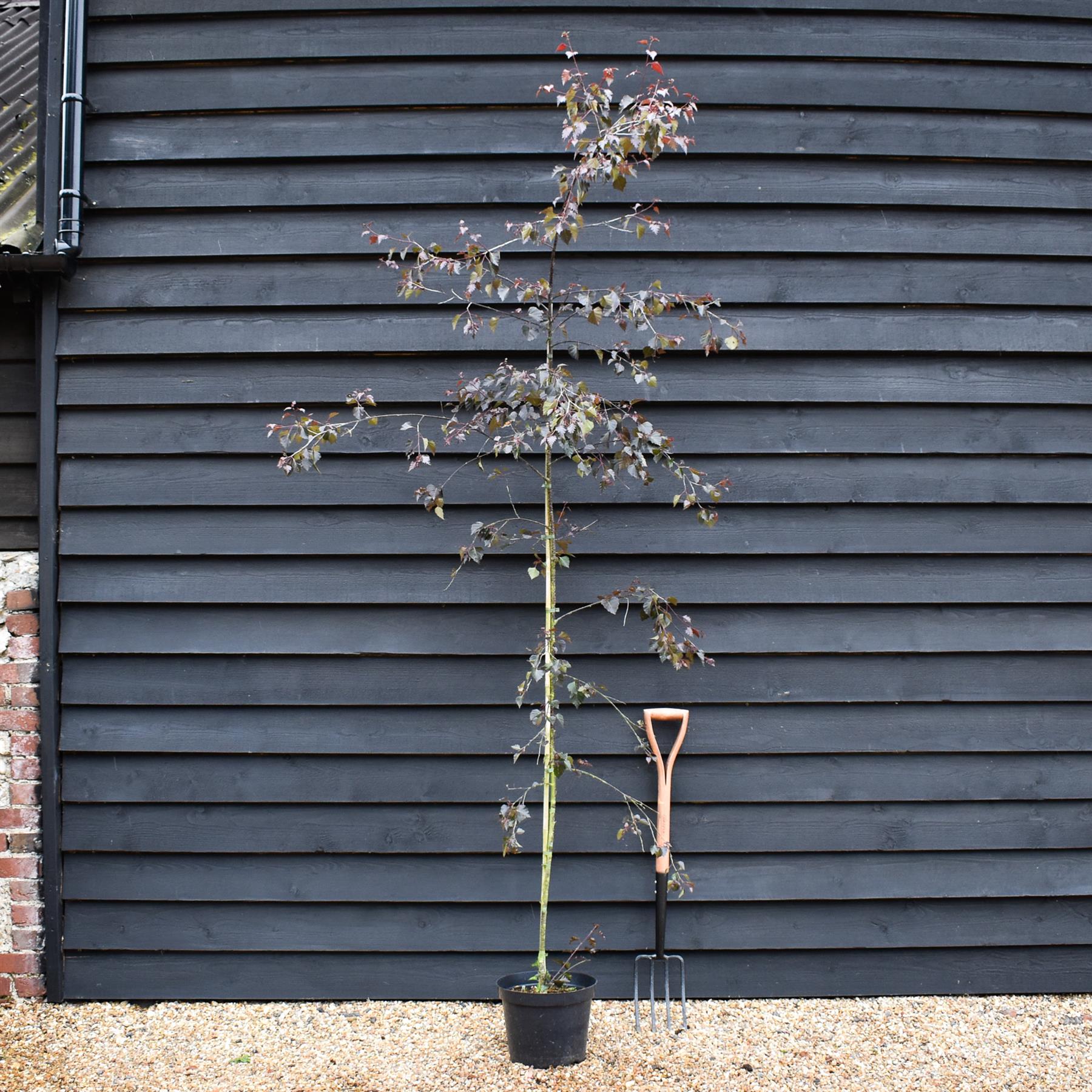 Purple-leaf Birch | Betula Purpurea - Height - 240-260cm - 12lt ...