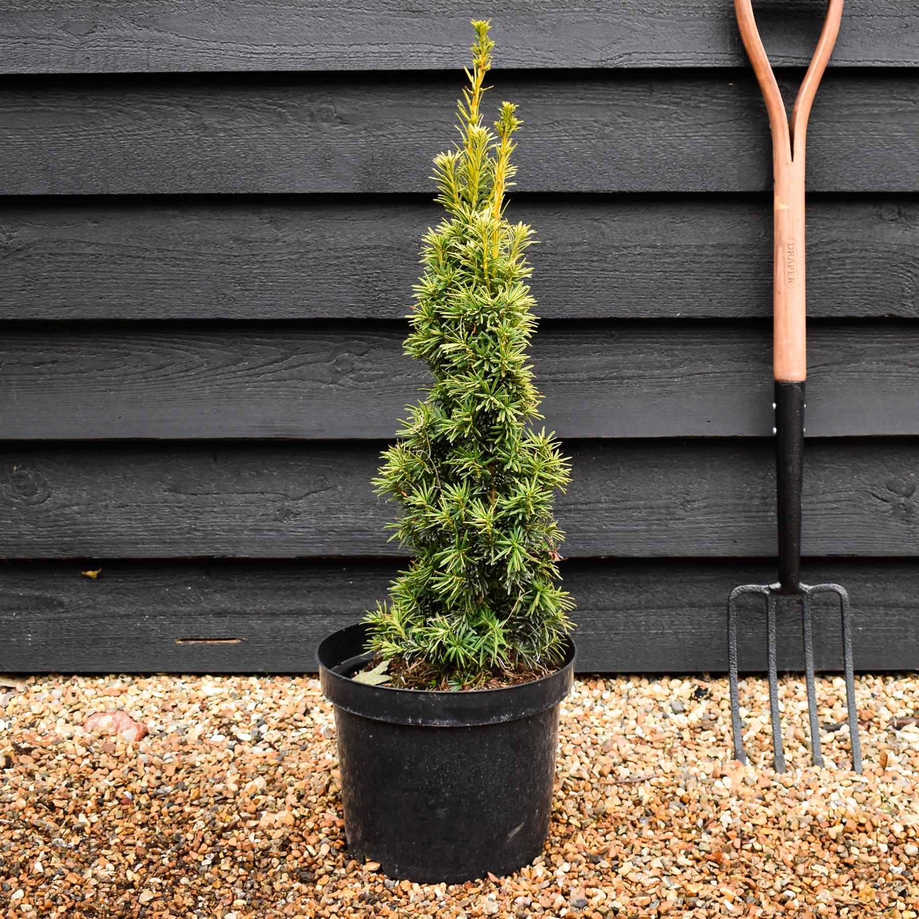 Taxus baccata Fastigiata Aurea - Height 60-80cm - 10lt – Arundel Arboretum