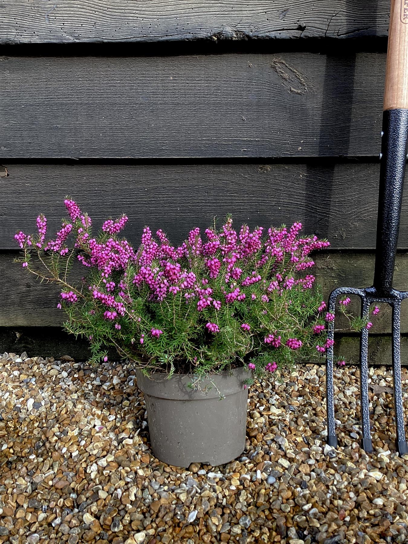Erica Kramer's Red - 55-65cm, 2lt – Arundel Arboretum
