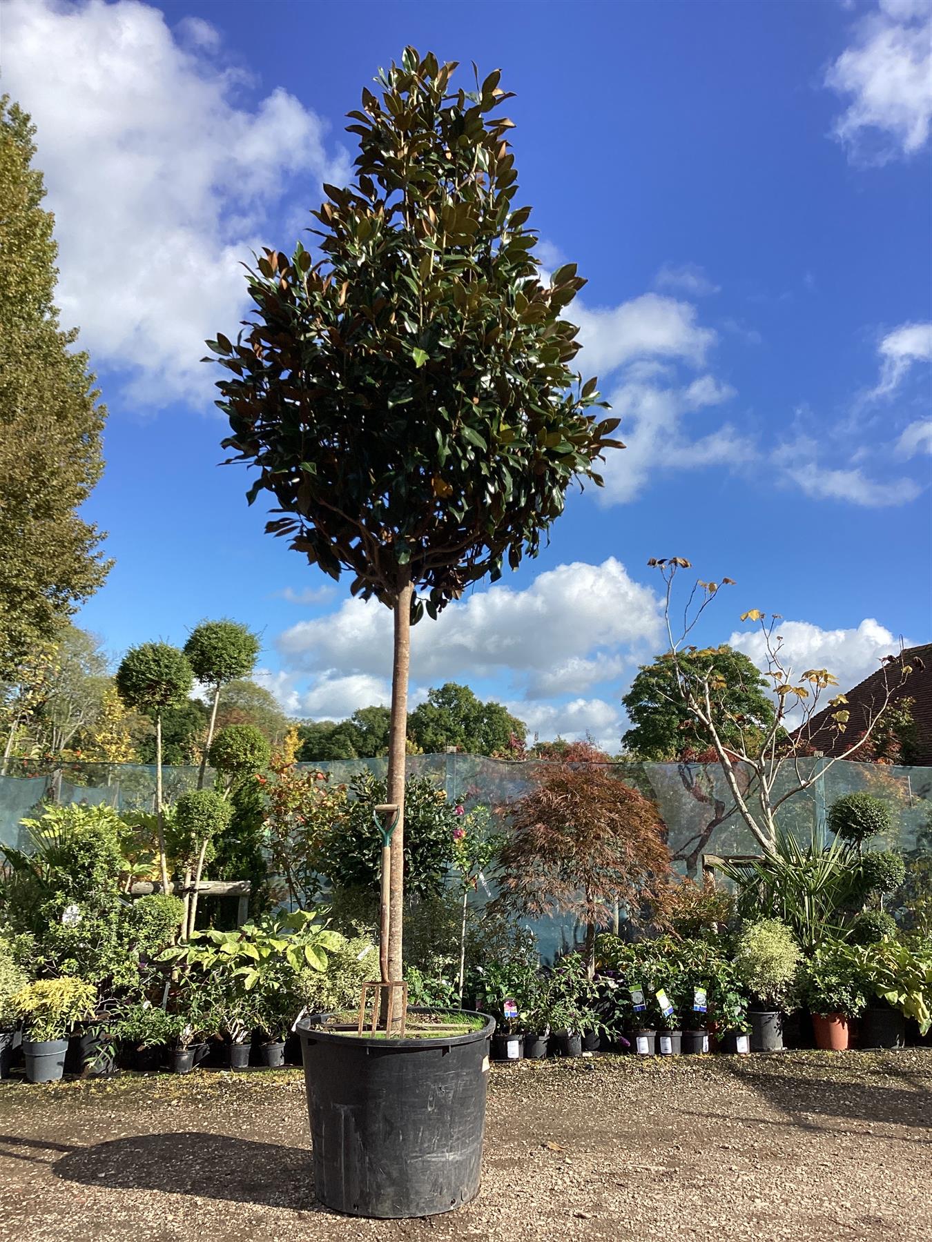 Magnolia Grandiflora | Evergreen Magnolia - Standard - Girth 30-32cm ...