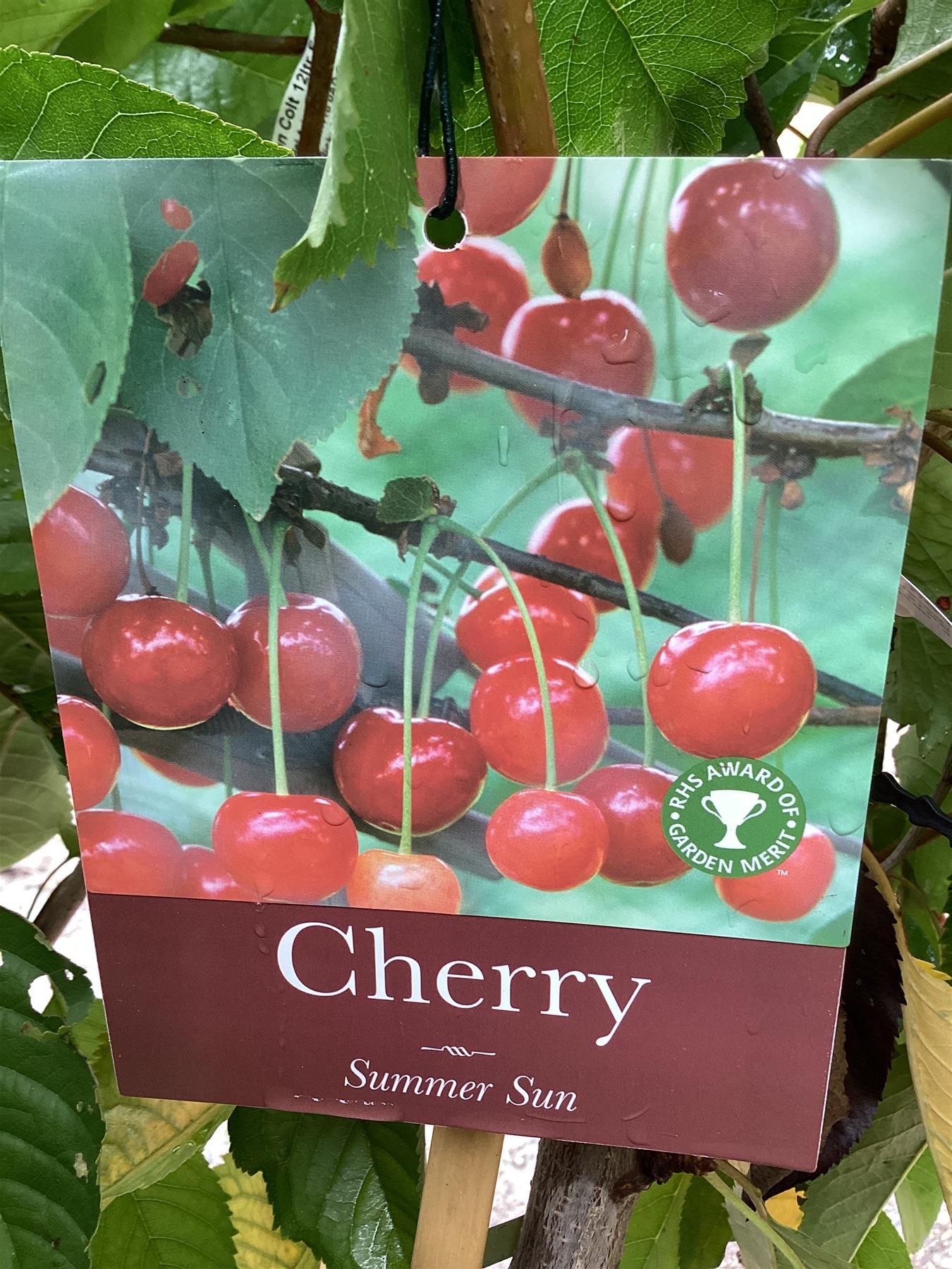 Cherry 'Summer Sun' on Gisela | Prunus avium - Dwarfing - 140-150cm ...