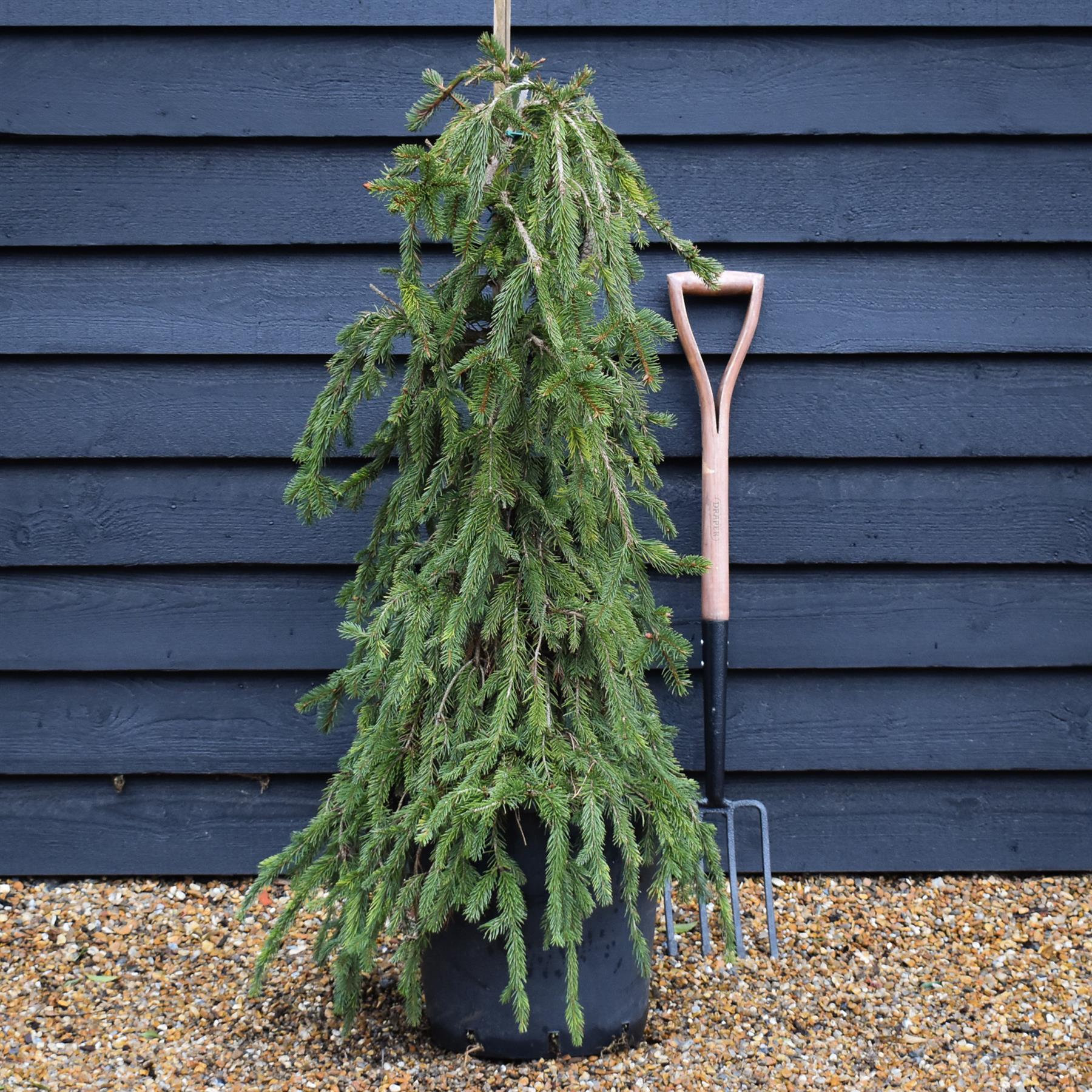 Picea abies 'Inversa' / Pendula| Norway spruce - Height 110-120cm - 35 ...