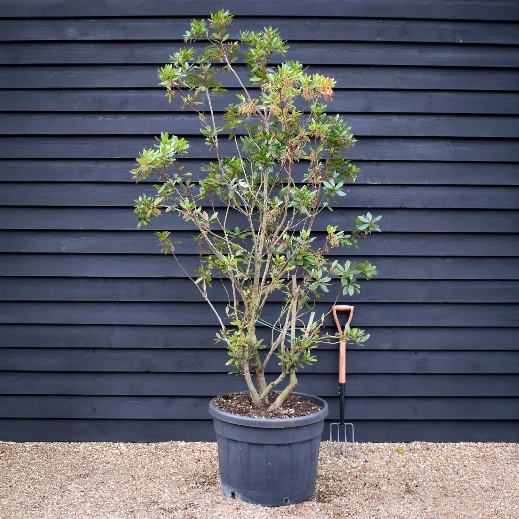 Arbutus Unedo | Strawberry Tree - Multistem - 260cm, 130lt – Arundel ...
