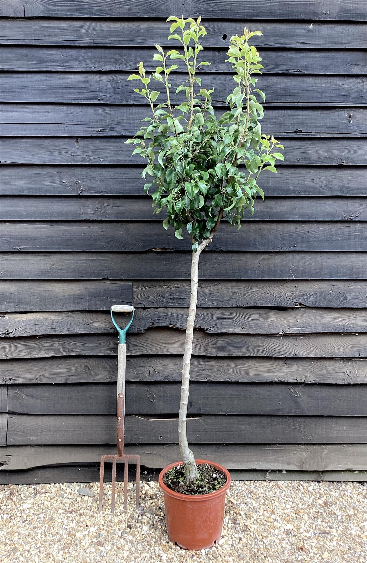 Pear tree 'Conference' | Pyrus communis - 170-180cm - 30lt – Arundel ...