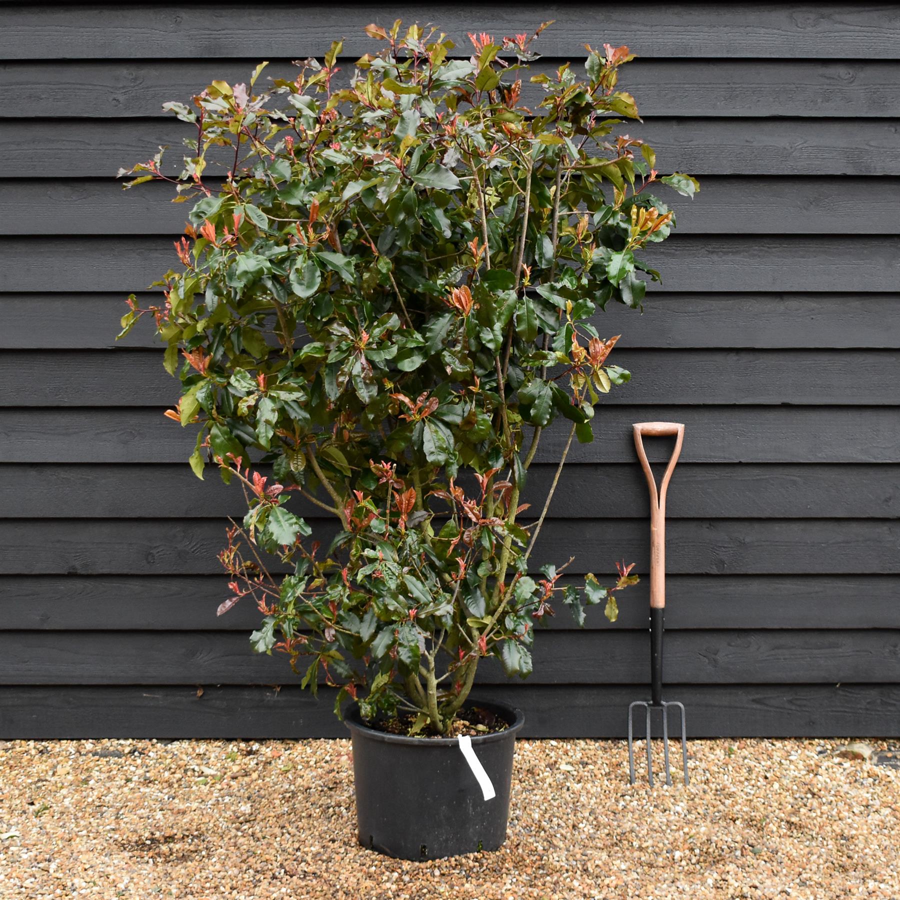 Photinia Magical Volcano | Christmas berry Magical Volcano - Bush - 18 ...