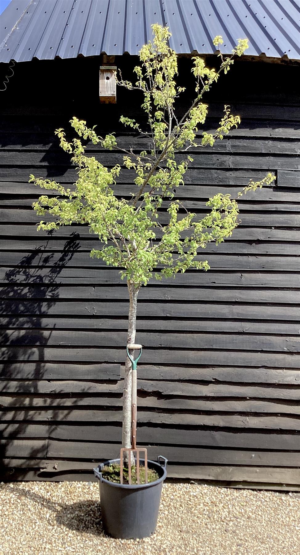 Plum - President - 300-320cm, 90lt – Arundel Arboretum