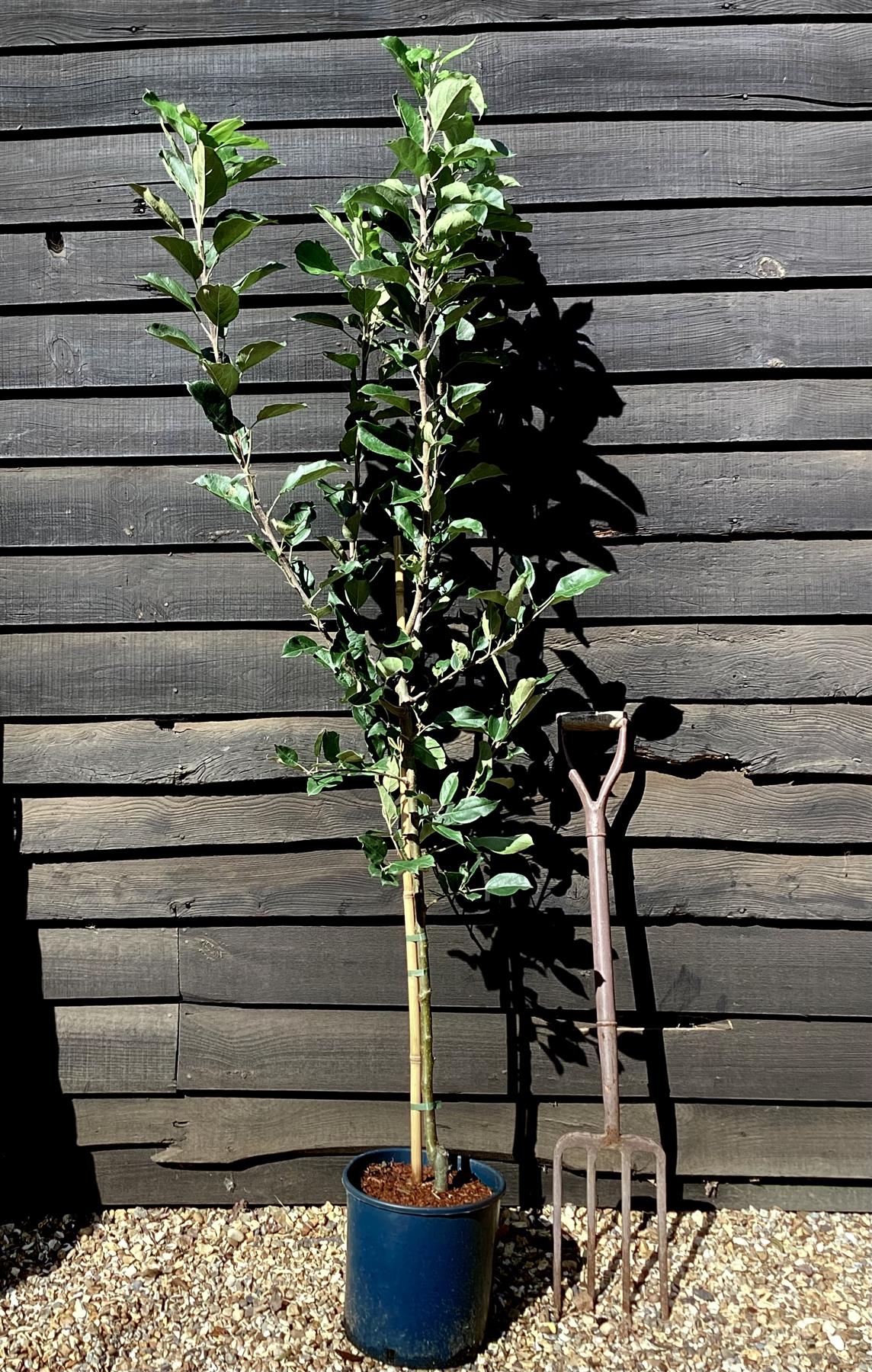 How to Prune a Young Apple Tree? – Arundel Arboretum
