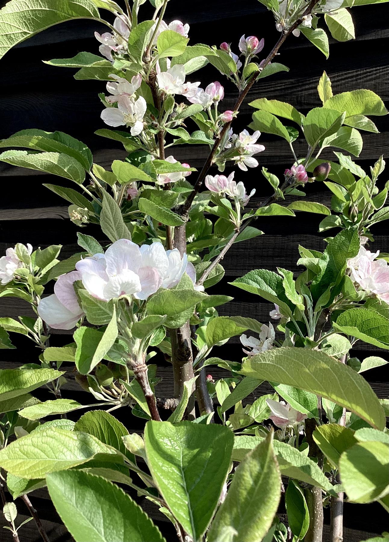 Apple | Malus Domestica 'Red Delicious' - Girth 18-20cm - 200-220cm ...