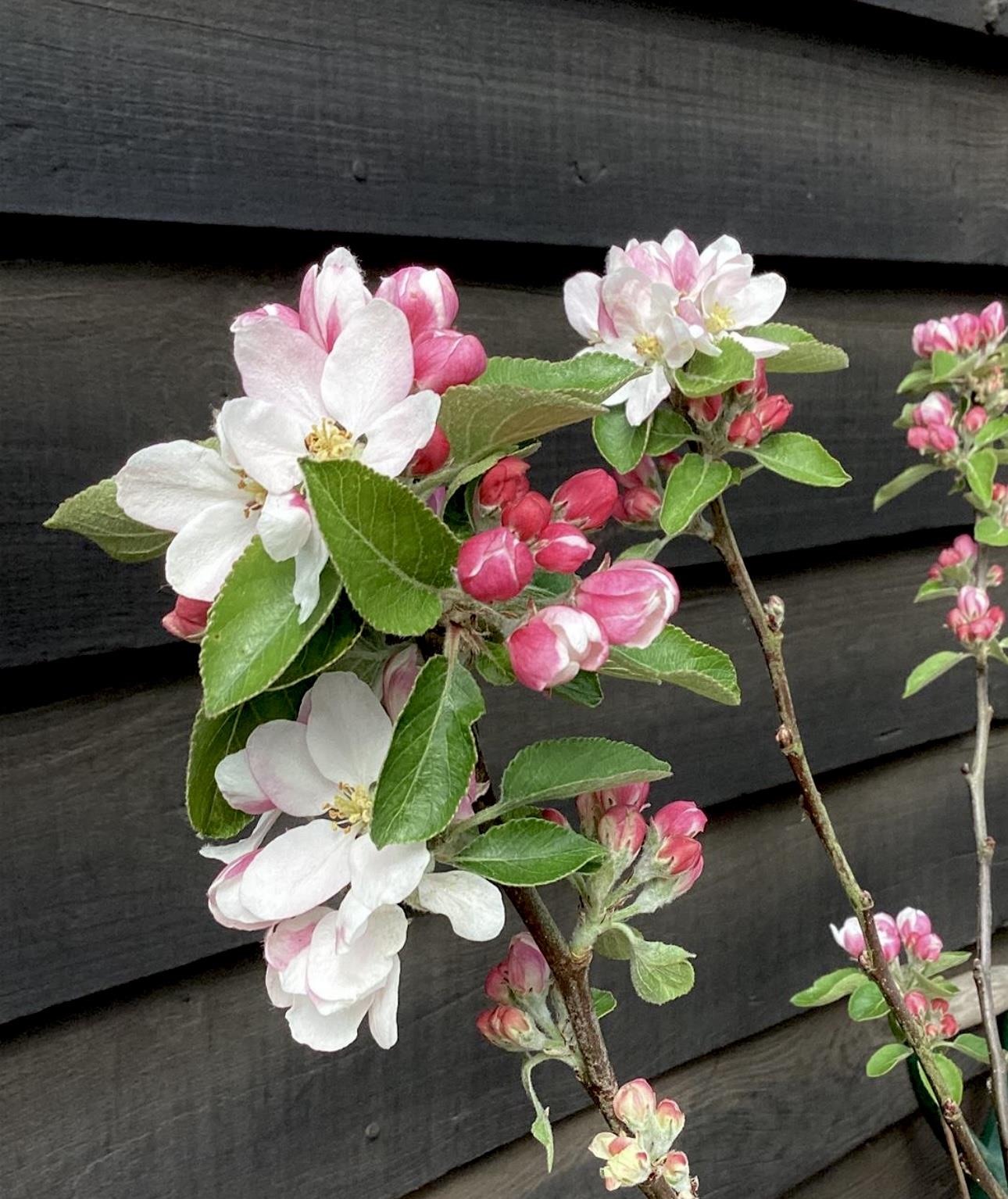 Apple tree 'James Grieve' | Malus domestica - M26 - Dwarfing - 140-150 ...