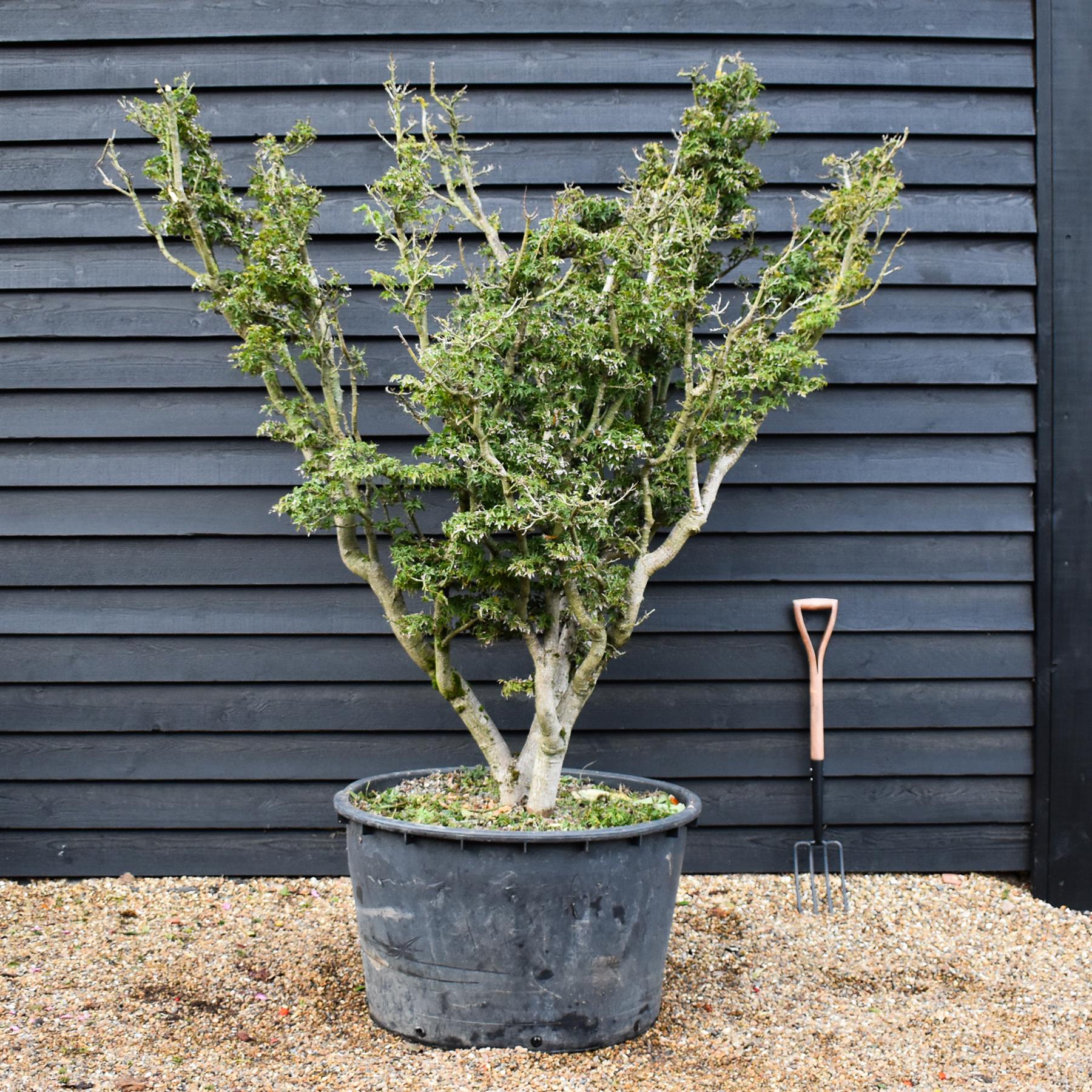 Acer palmatum 'Crispifolium' - Specimen Tree - Height 200-230cm - 375l ...