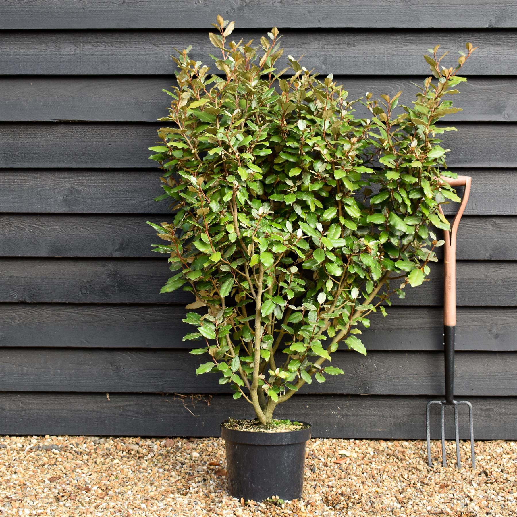 Elaeagnus ebbingei Compacta Height 80-120cm - 10lt – Arundel Arboretum