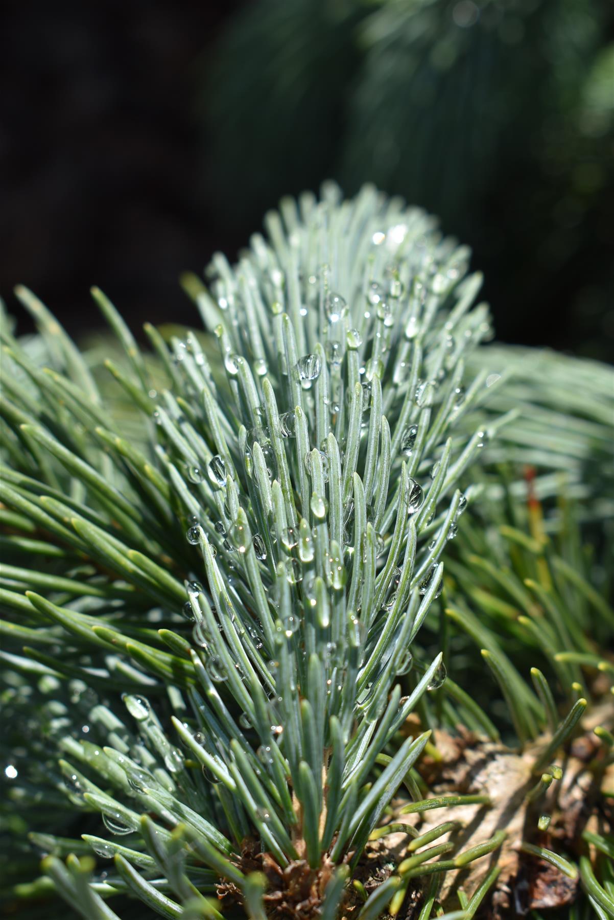 Picea pungens 'Super Blue' | Colorado spruce - 100-120cm, 25lt ...