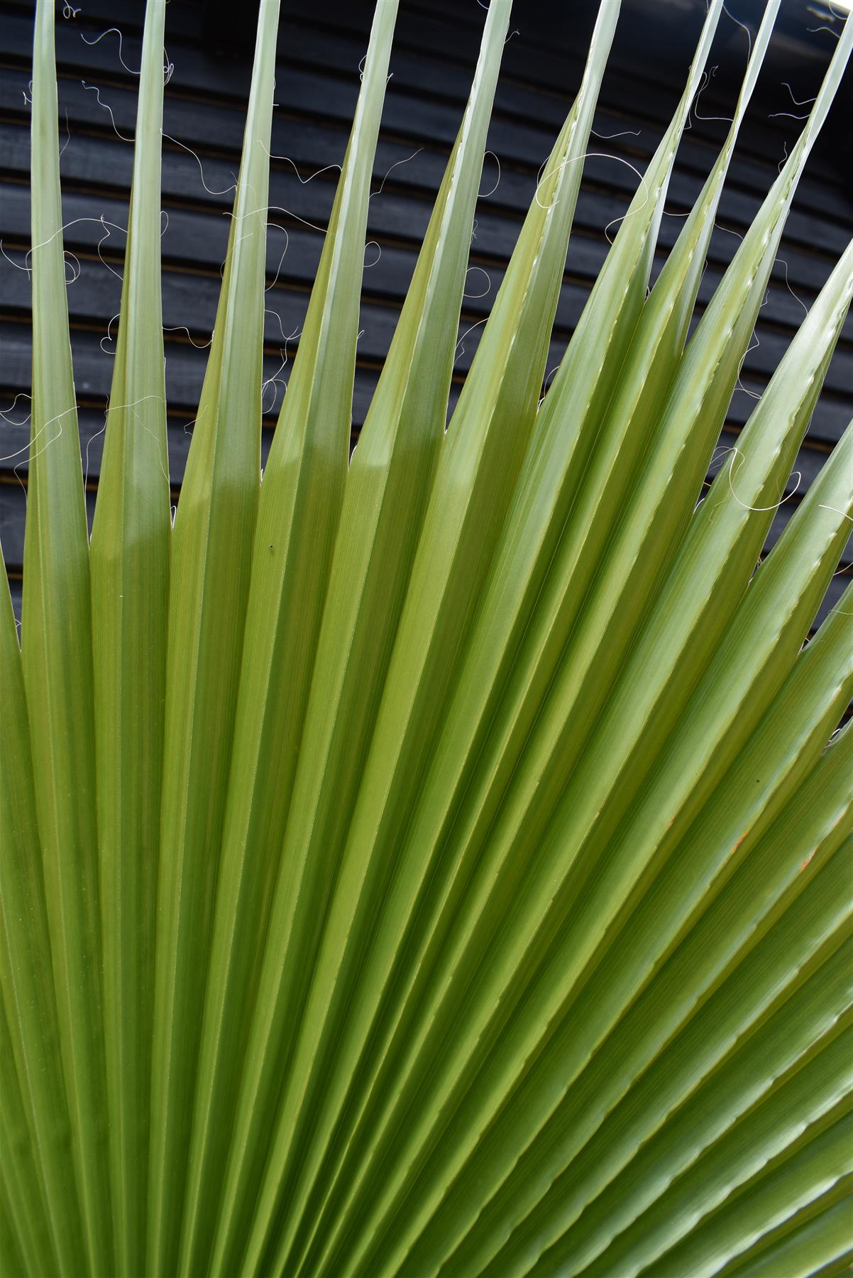 Washingtonia robusta | Mexican fan palm - Stem 20-30cm - Girth 26-32cm ...
