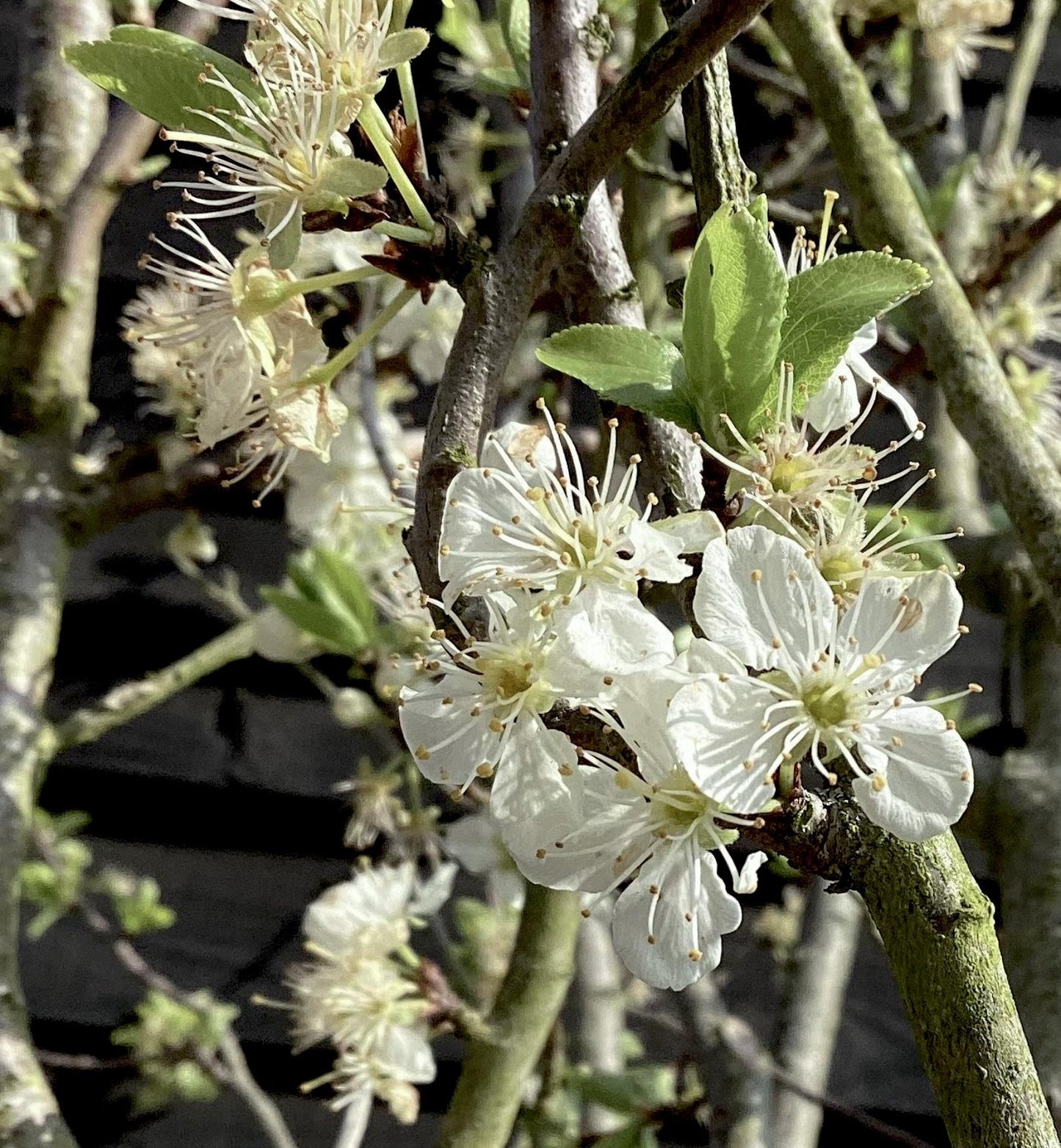 Plum - President - 300-320cm, 90lt – Arundel Arboretum