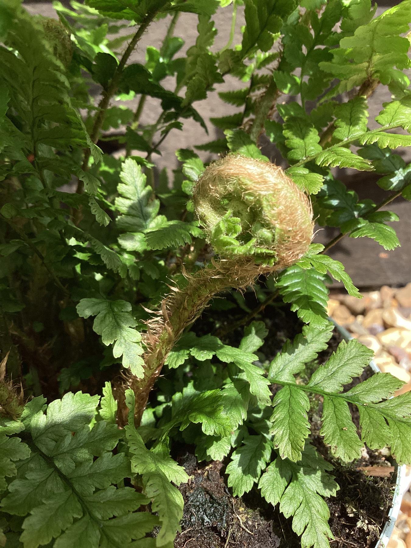 Dryopteris affinis | Golden Shield Fern - 20-30cm - 2lt – Arundel Arboretum