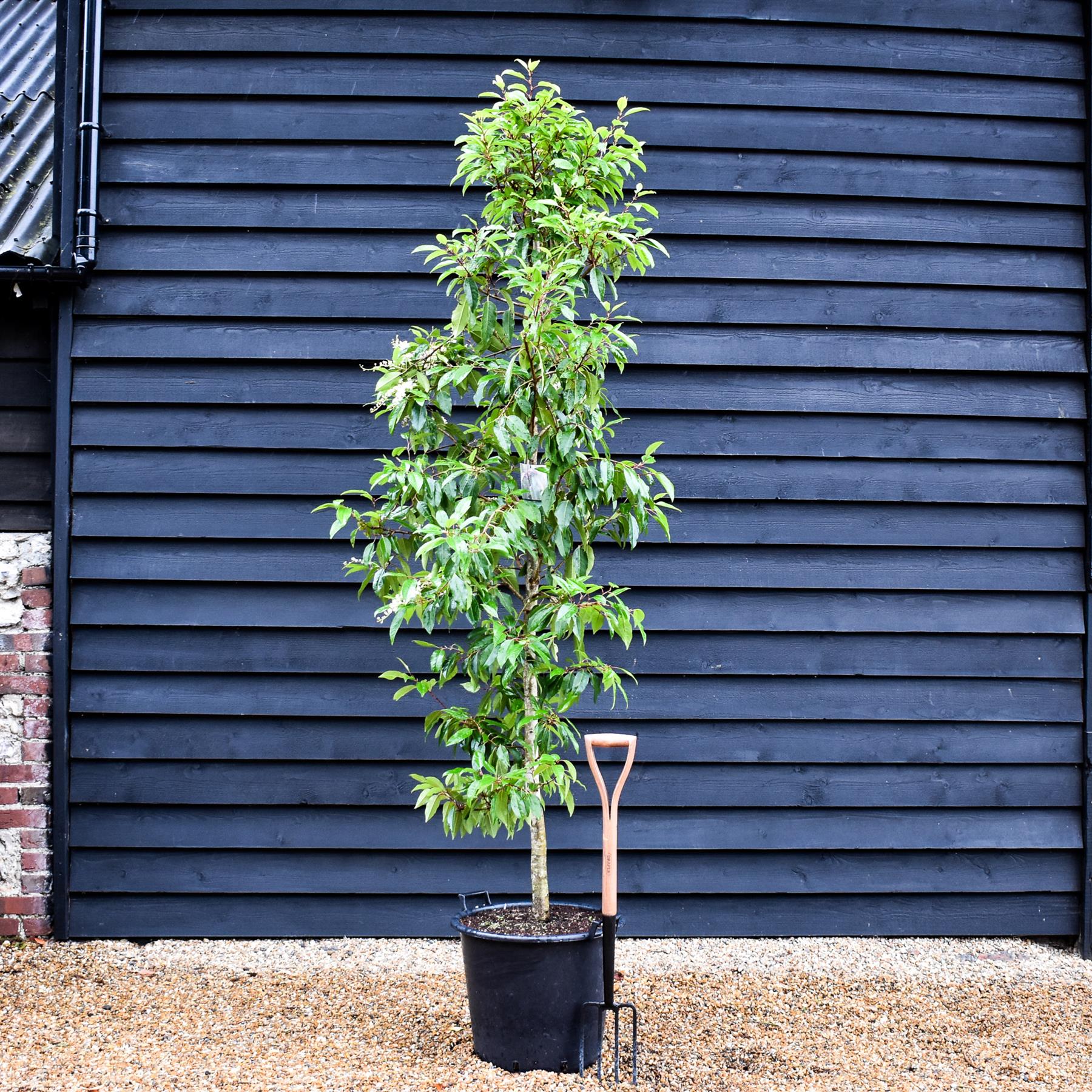 Prunus lusitanica - Feathered Tree - Girth 10-12cm - Height 220-250cm ...
