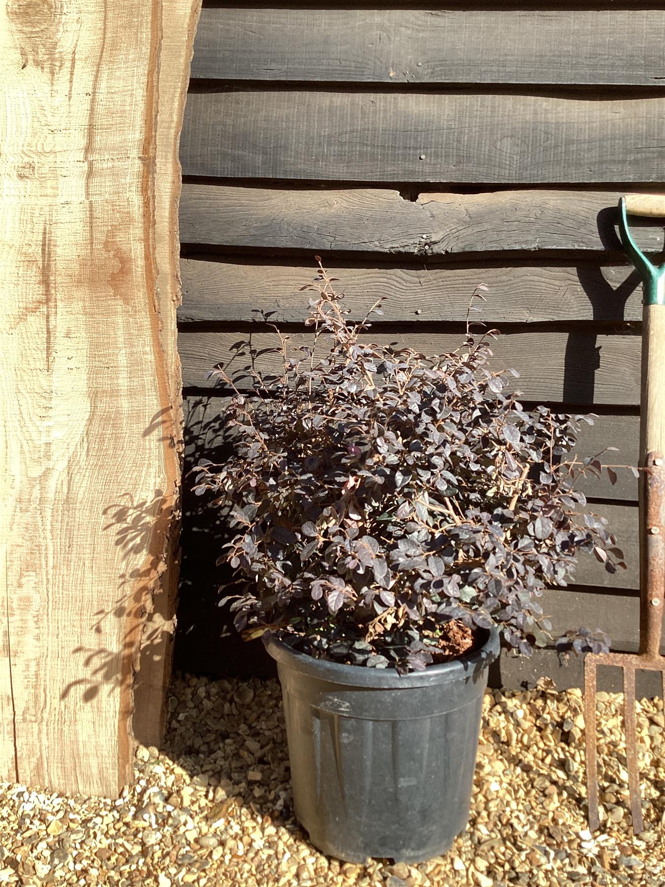 Loropetalum chinense Black Pearl | Chinese Fringe Flower - 110-120cm ...