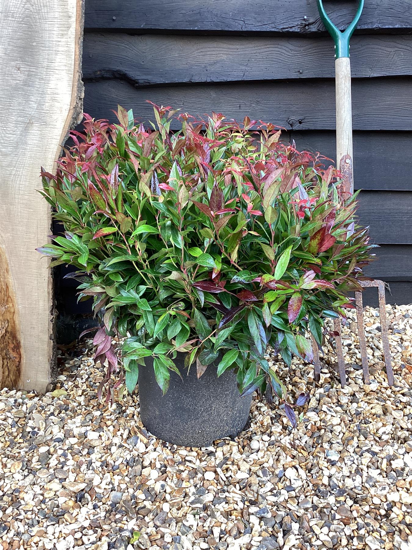Leucothoe Scarletta ('Zeblid') | Switch Ivy - 50-60cm, 7lt – Arundel ...