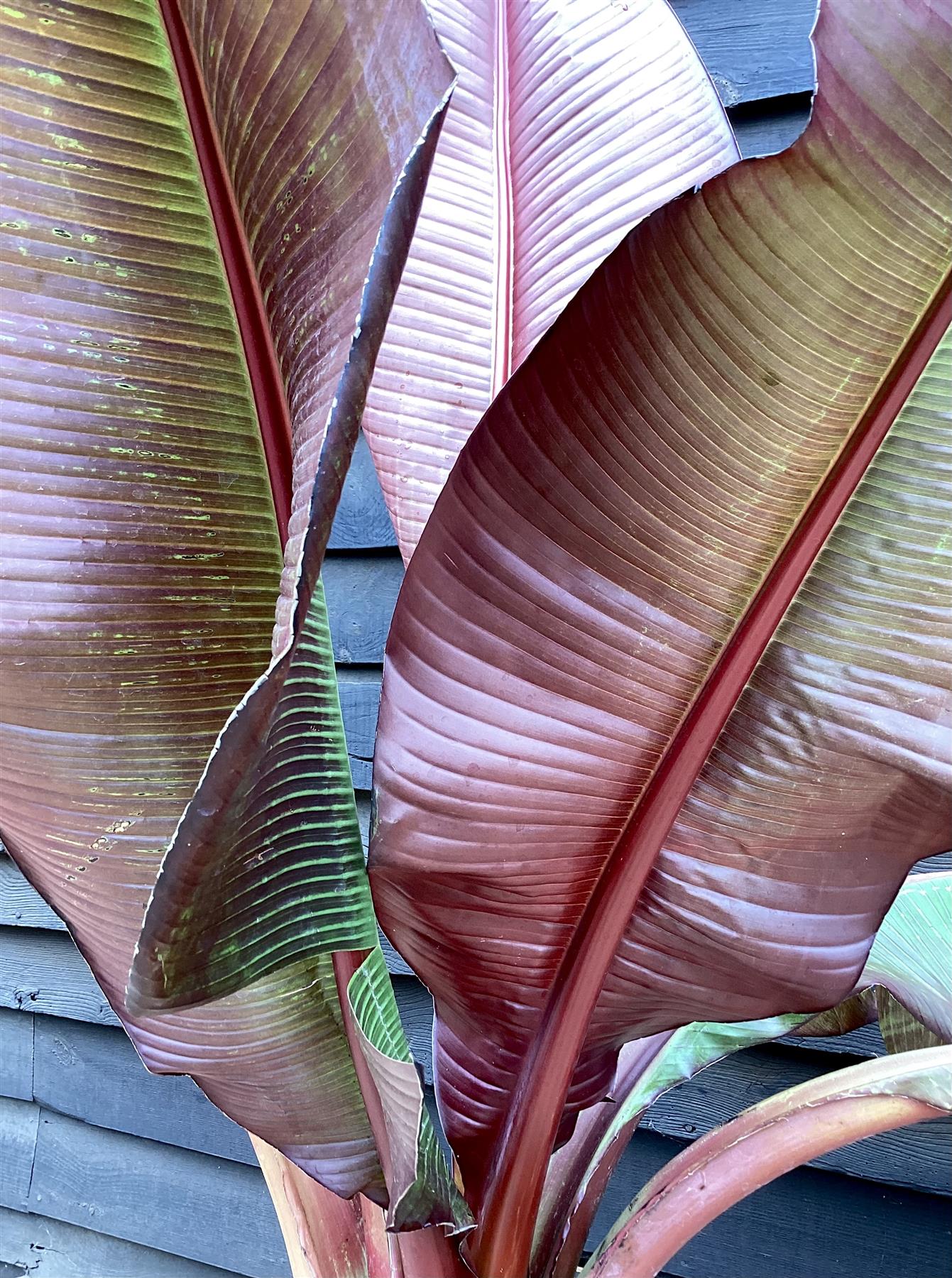 Ensete ventricosum 'Maurelii' | Red Abyssinian banana 110-130cmPalm ...