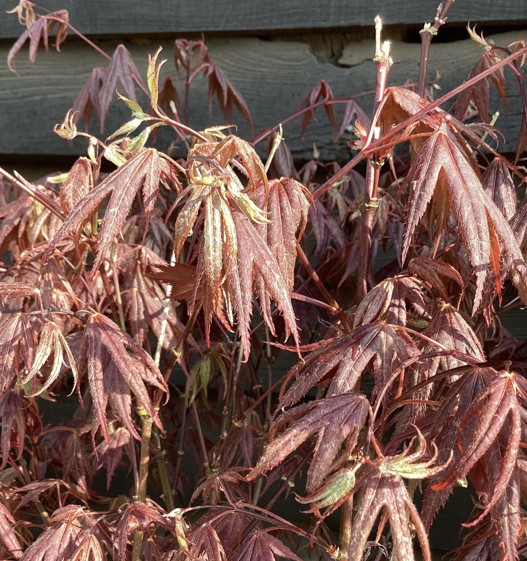 Acer palmatum 'Atropurpureum' | Red Leaf Japanese maple - 50-80cm, 10l ...