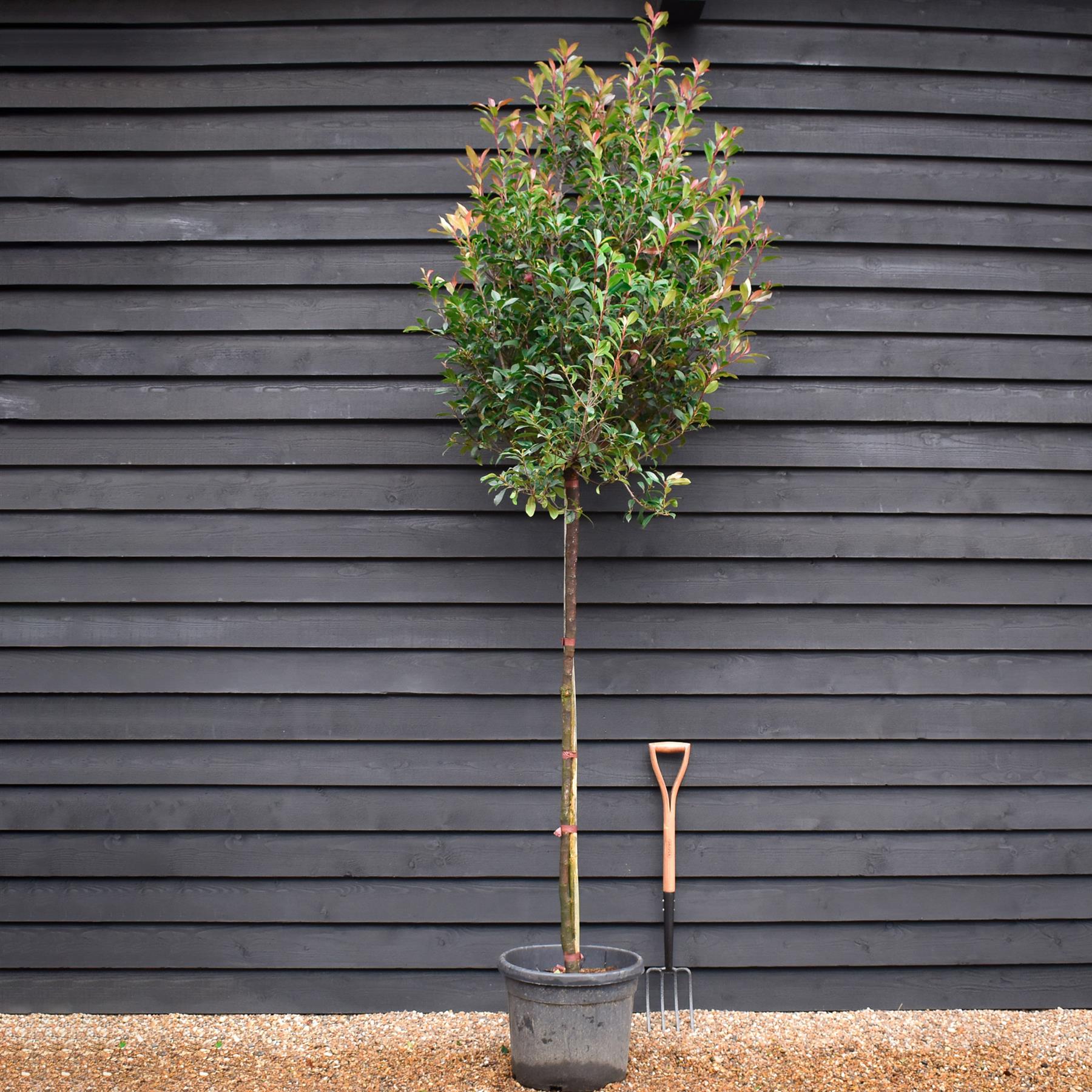 Photinia x fraseri Robusta Compacta - Standard Screening Tree - Clear ...