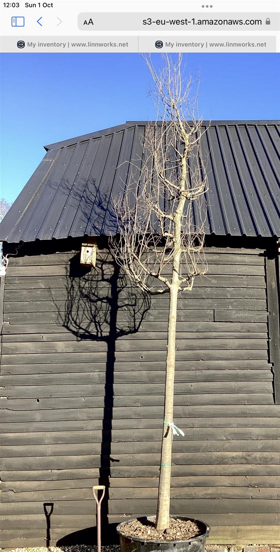 Celtis Australis | European hackberry - 550cm, 285lt – Arundel Arboretum