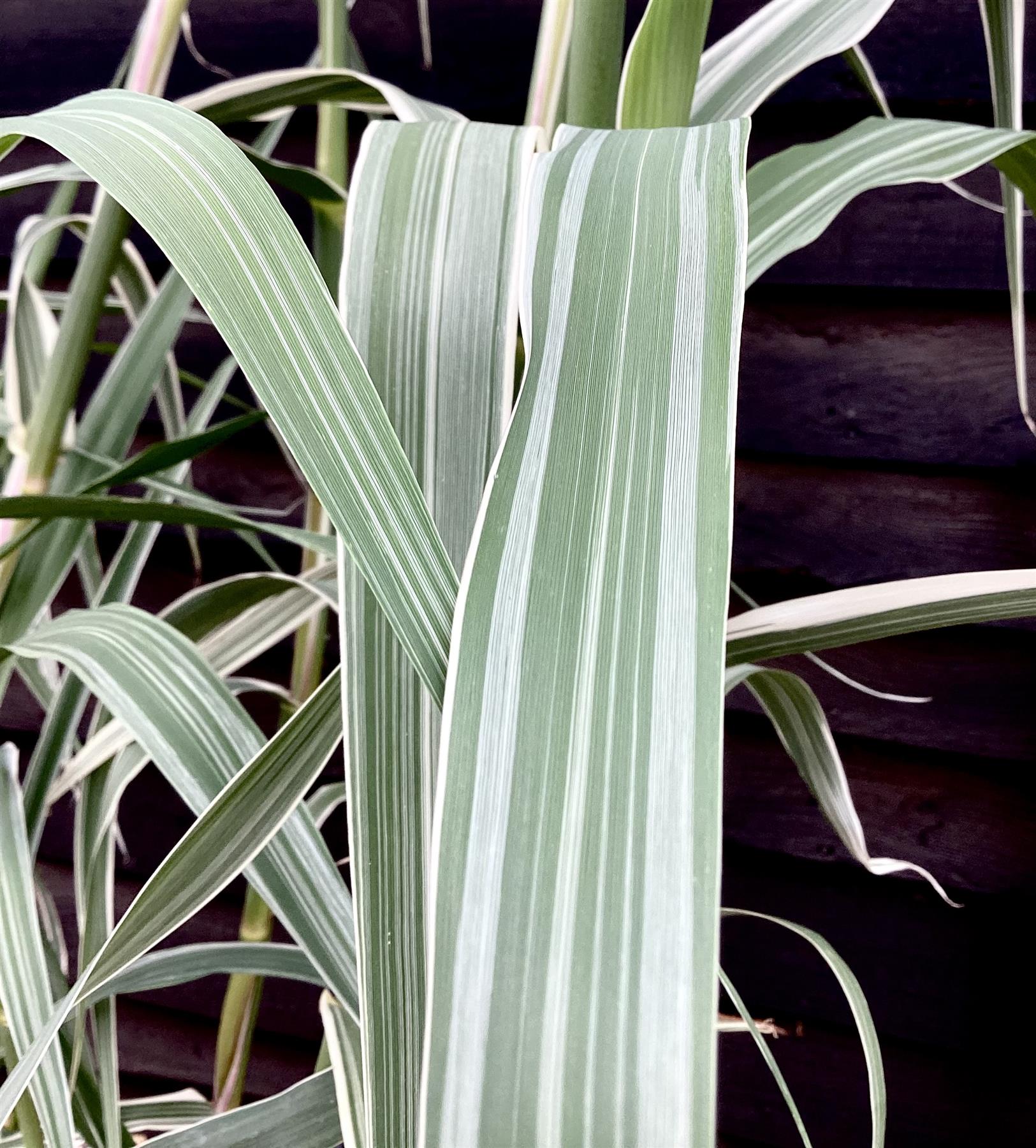 Arundo donax 'Variegata' | Variegated Giant Reed - 200-220cm, 70lt ...