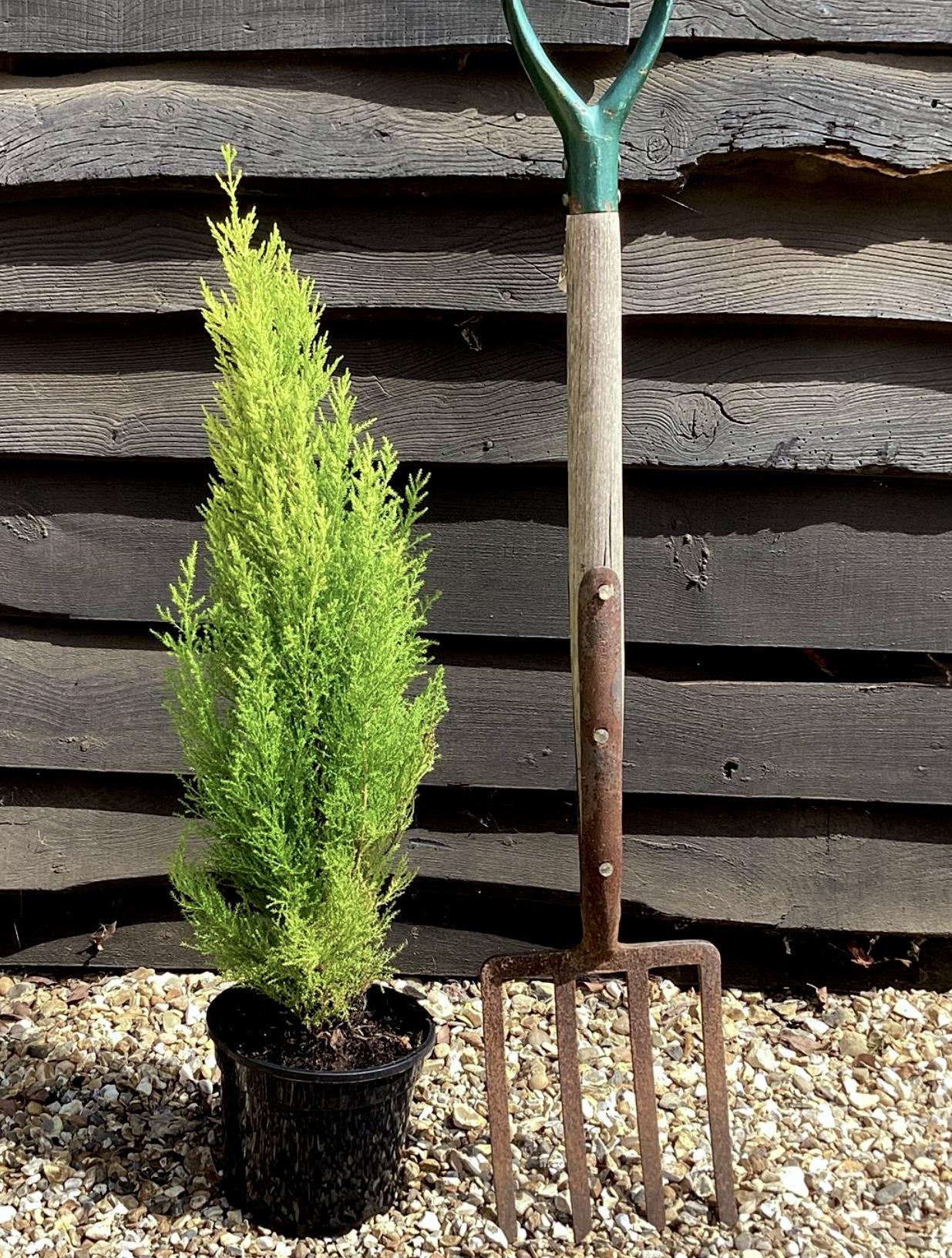 Cupressus macrocarpa 'Goldcrest Wilma' - 55-60cm - 3lt – Arundel Arboretum