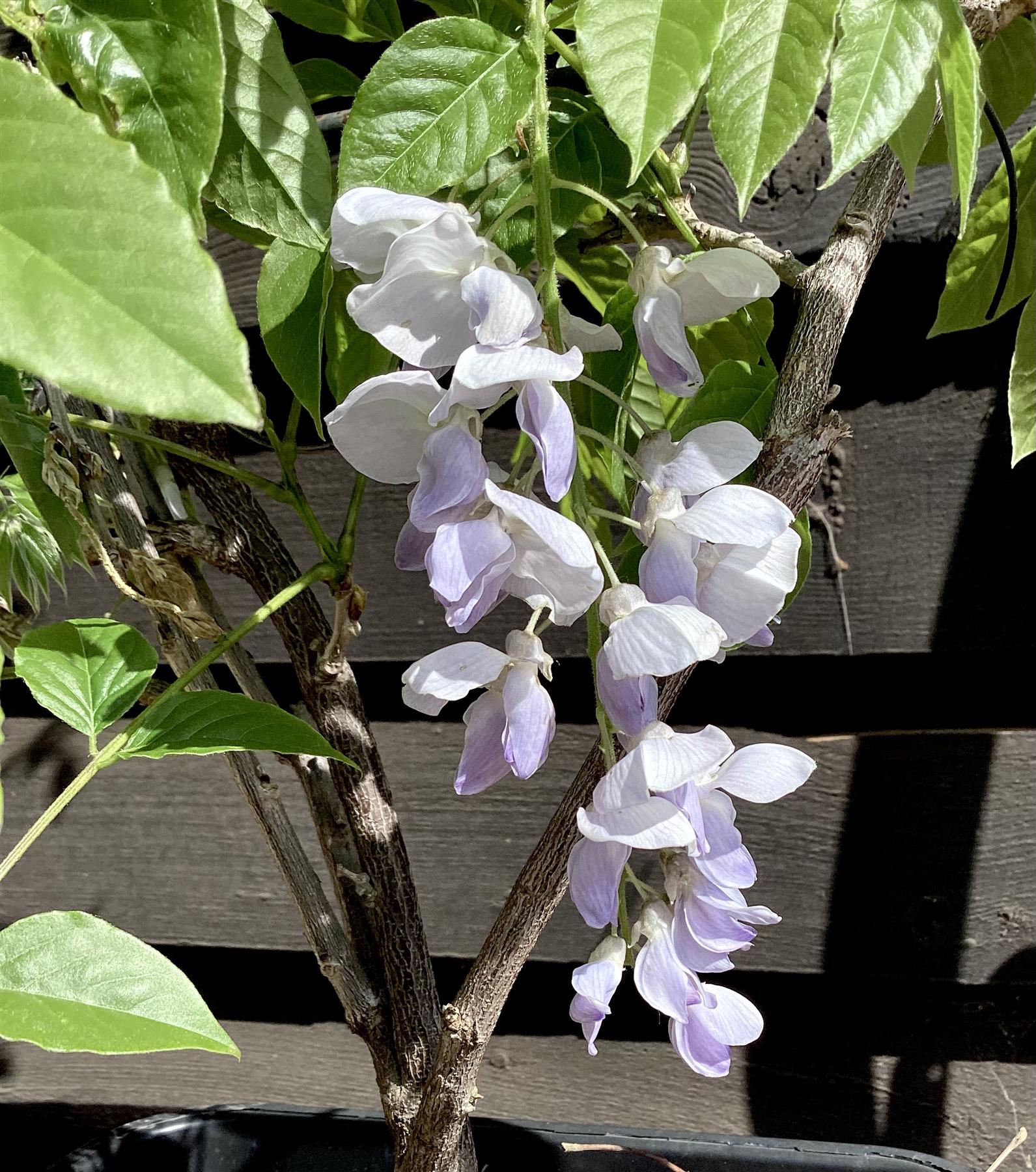 Wisteria | Chinese wisteria - Frame - 140cm, 18lt – Arundel Arboretum