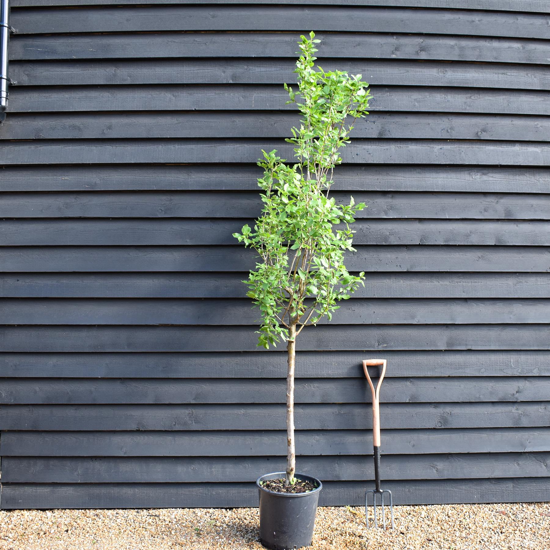 Plum tree 'Stanley' | Prunus domestica - 170-180cm - 30lt – Arundel ...