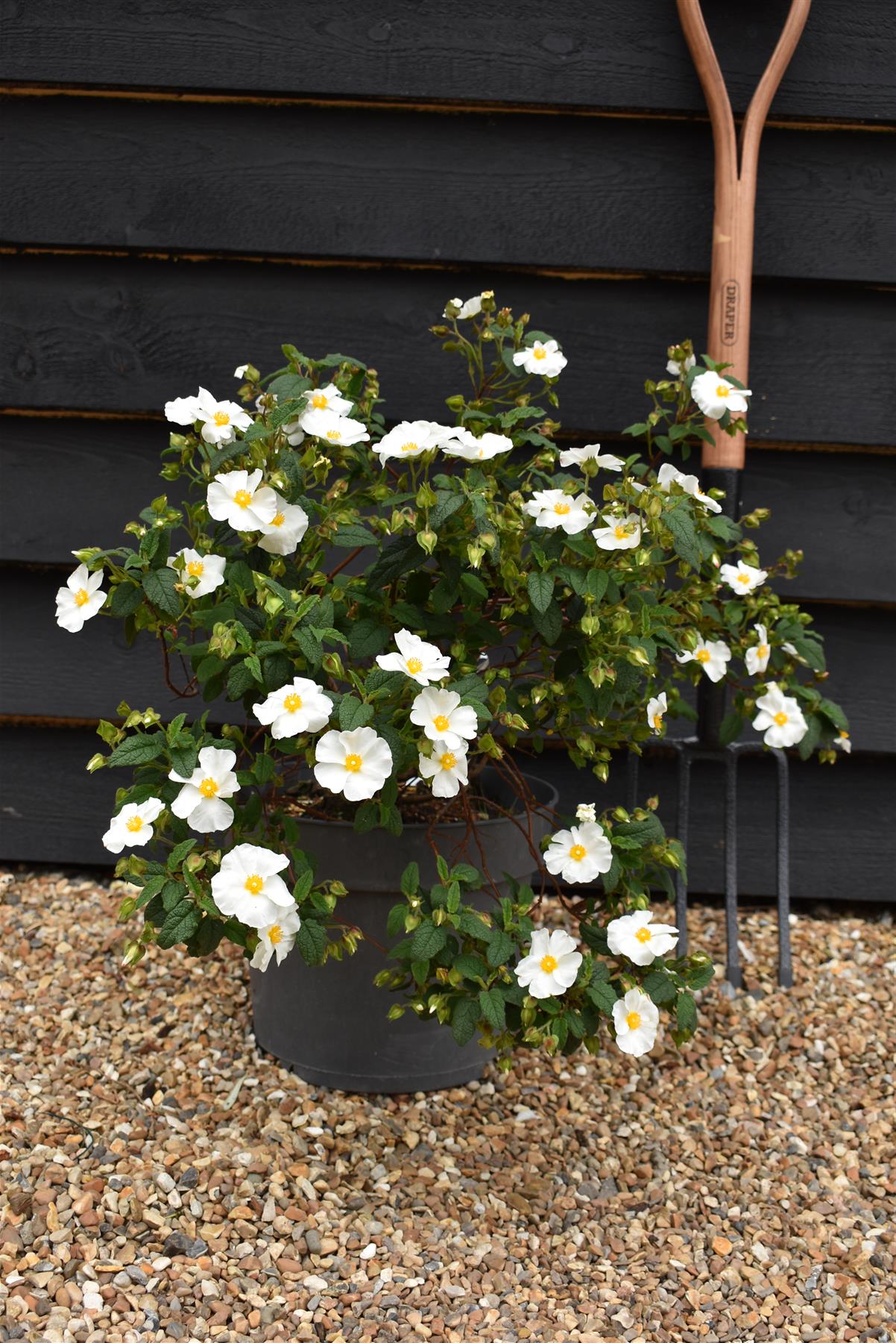 Cistus × hybridus corbariensis | Hybrid Rock Rose - 40-60cm - 10lt ...