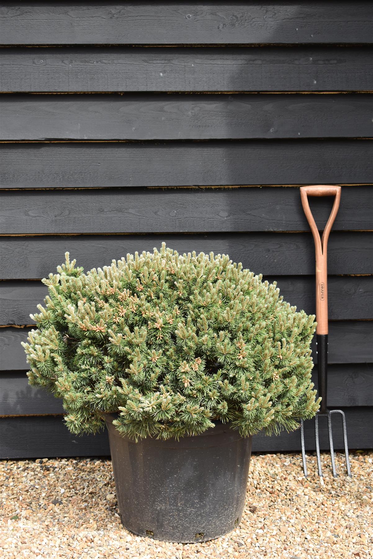 Pinus Mugo 'Mops' | Dwarf mountain pine - 70cm - 45lt – Arundel Arboretum