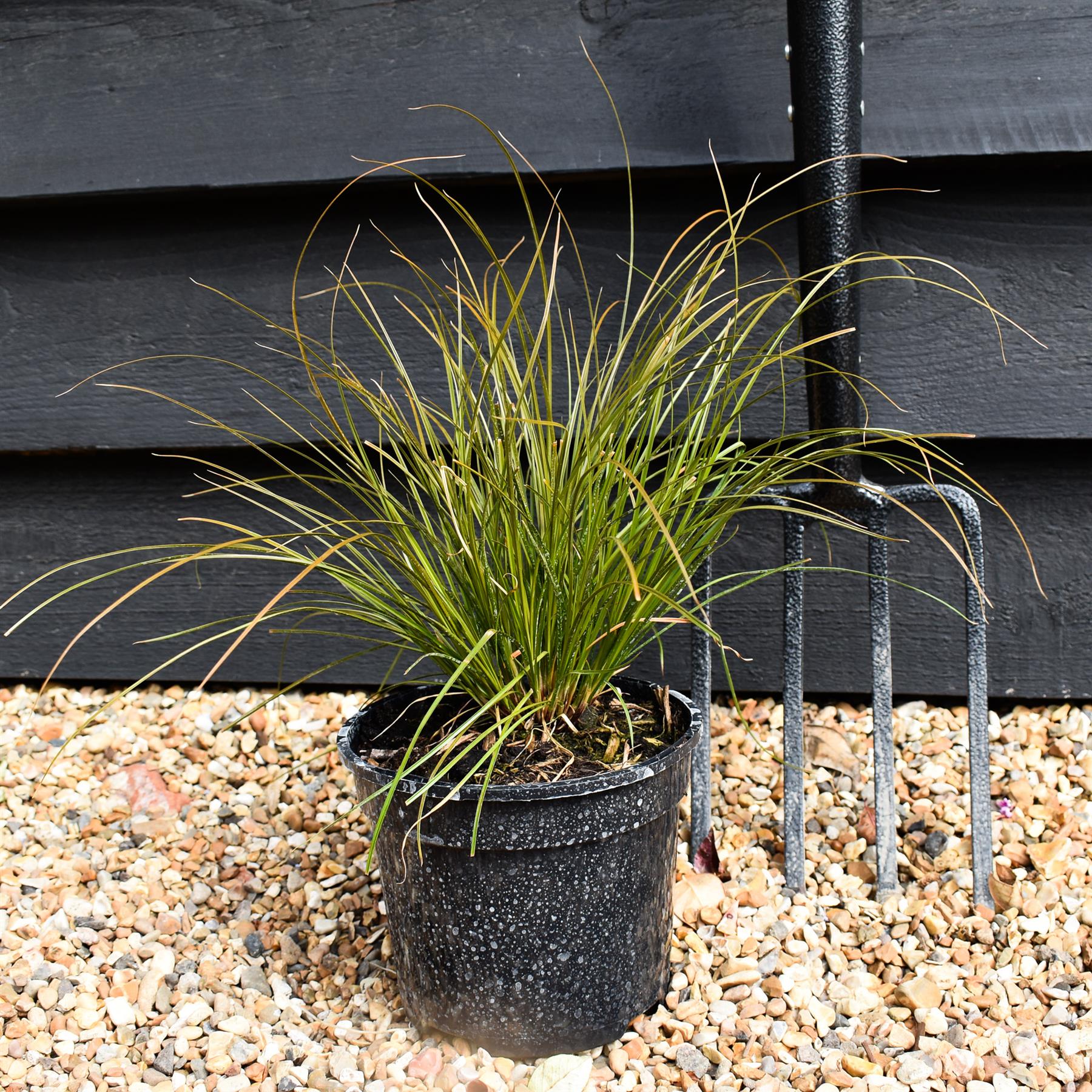 Carex testacea - Height 25-35cm - Grass - 2lt – Arundel Arboretum