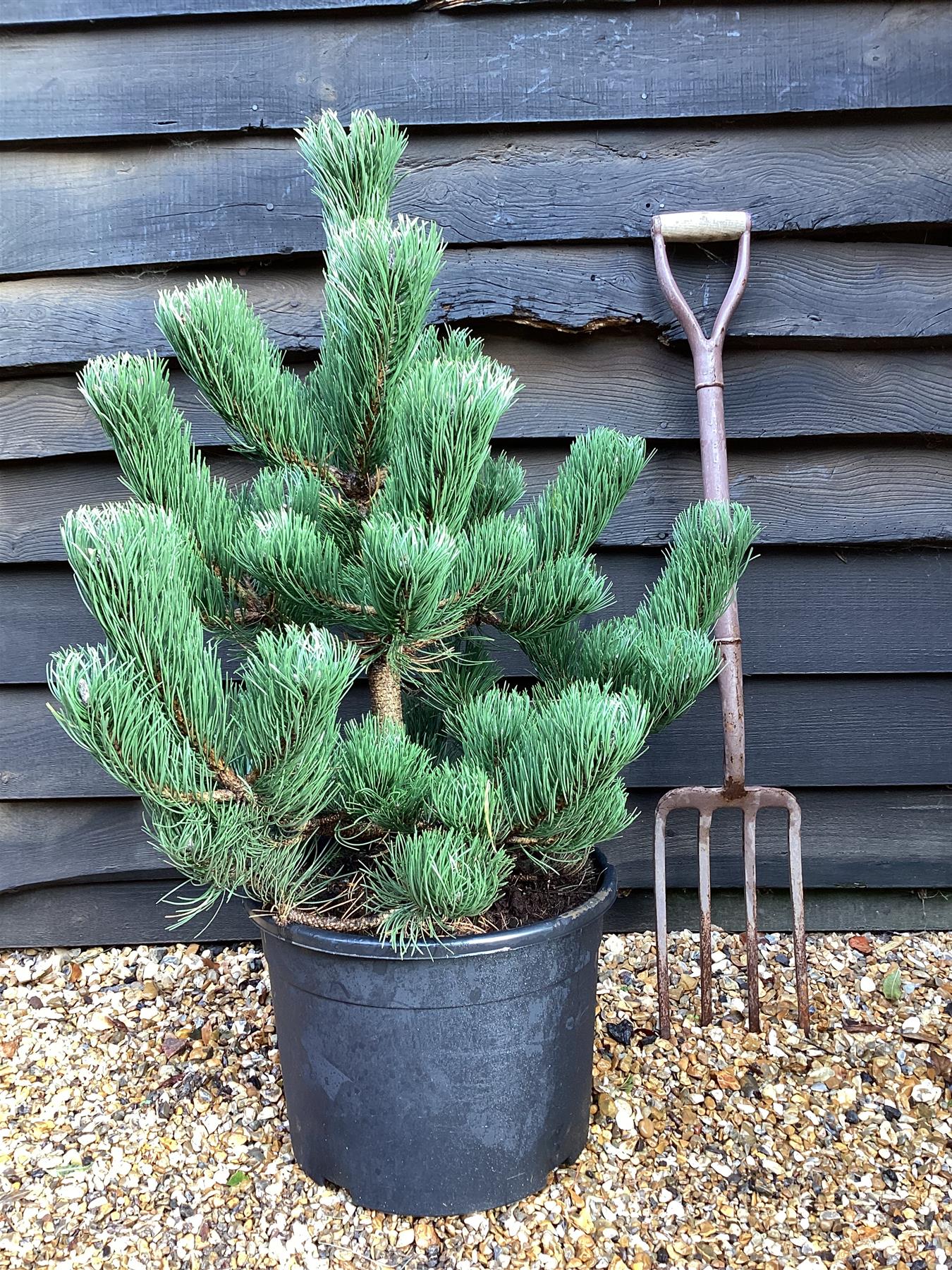 Pinus nigra 'Oregon Green' | Austrian pine 'Oregon Green' - Height 100 ...