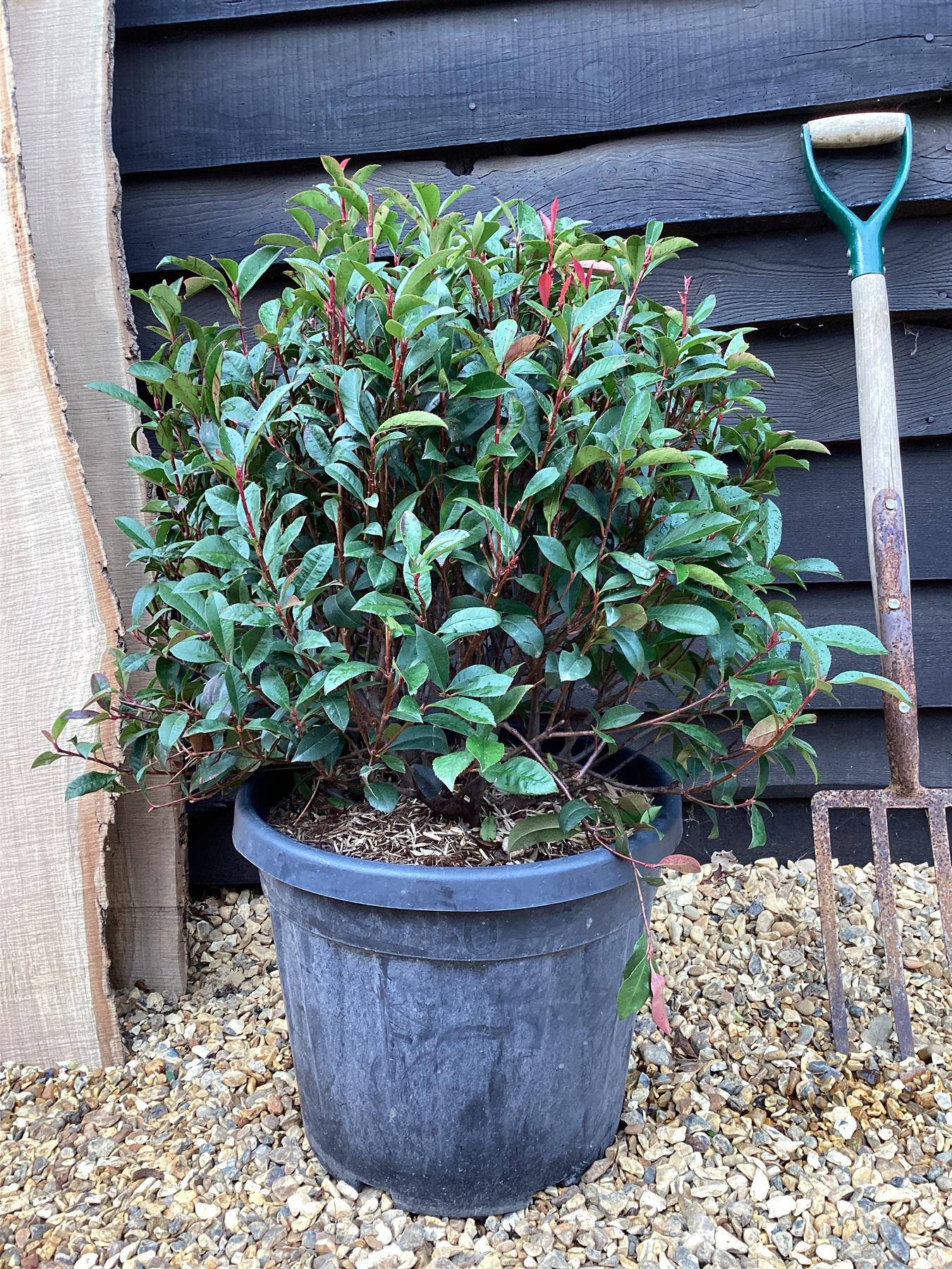 Photinia Red Robin - Compacta - Ball - 80-90cm, 25lt – Arundel Arboretum
