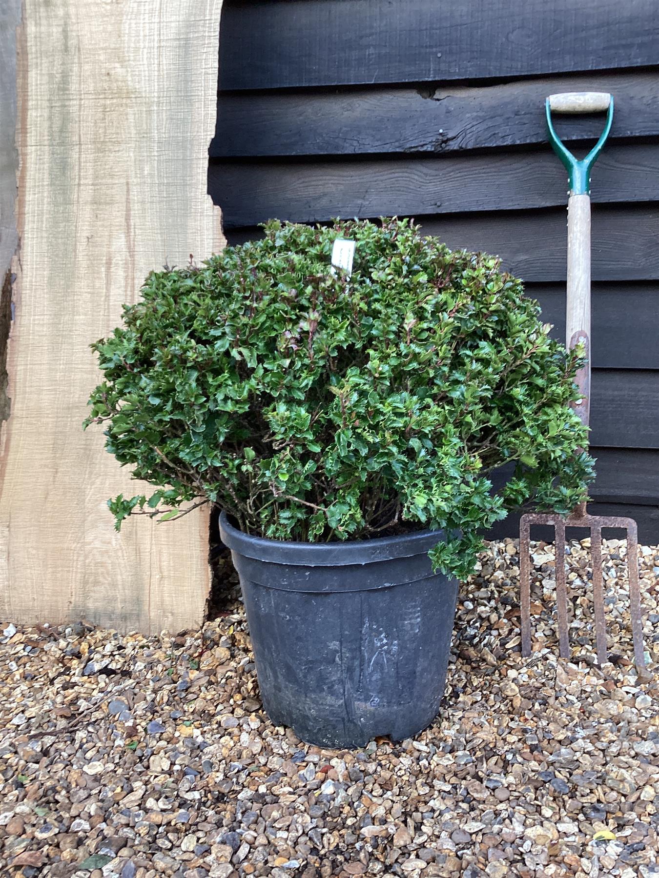 Ilex Little Rascal Holly - Ball - 70cm, 25lt – Arundel Arboretum