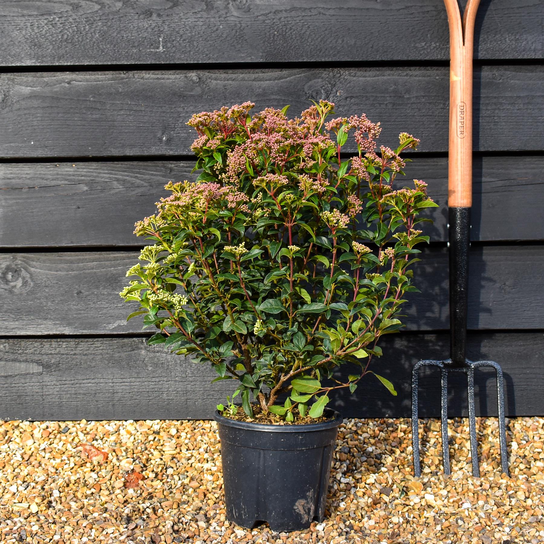Viburnum tinus | Laurustinus - Shrub - Height 50-60cm - 3lt – Arundel ...
