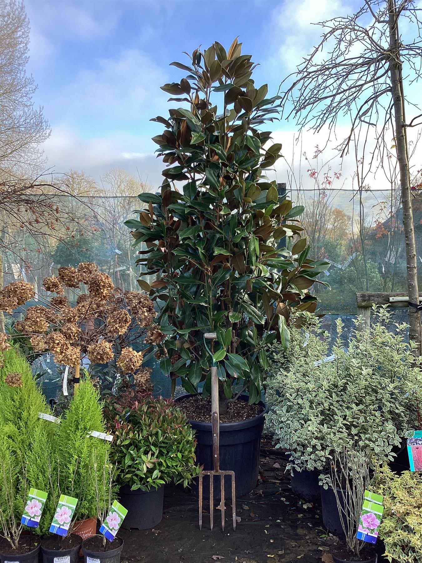 Magnolia grandiflora | Evergreen Magnolia - 300-310cm, 110lt – Arundel ...