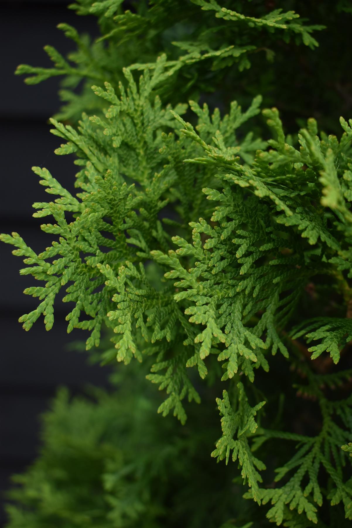 Thuja orientalis 'Pyramidalis' Compacta - 170-180cm - 35lt – Arundel ...