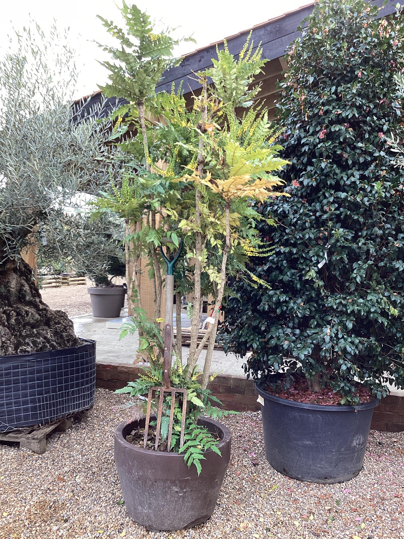 Mahonia media Charity | Oregon grape 'Charity' - 180cm, 50lt – Arundel ...