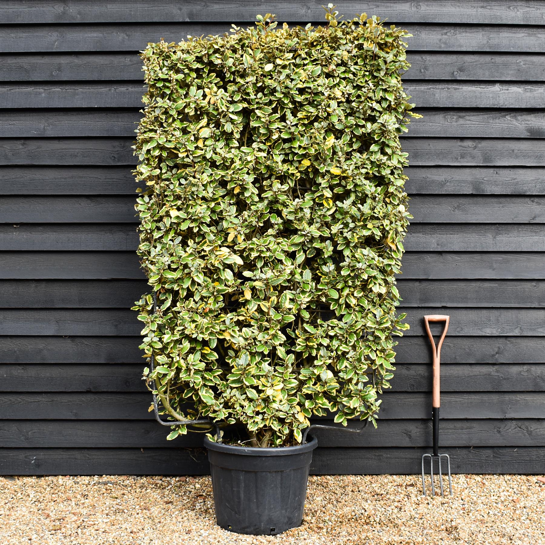 Elaeagnus 'Viveleg' | Oleaster 'Viveleg' - Metal Frame - 220cm - 55lt ...