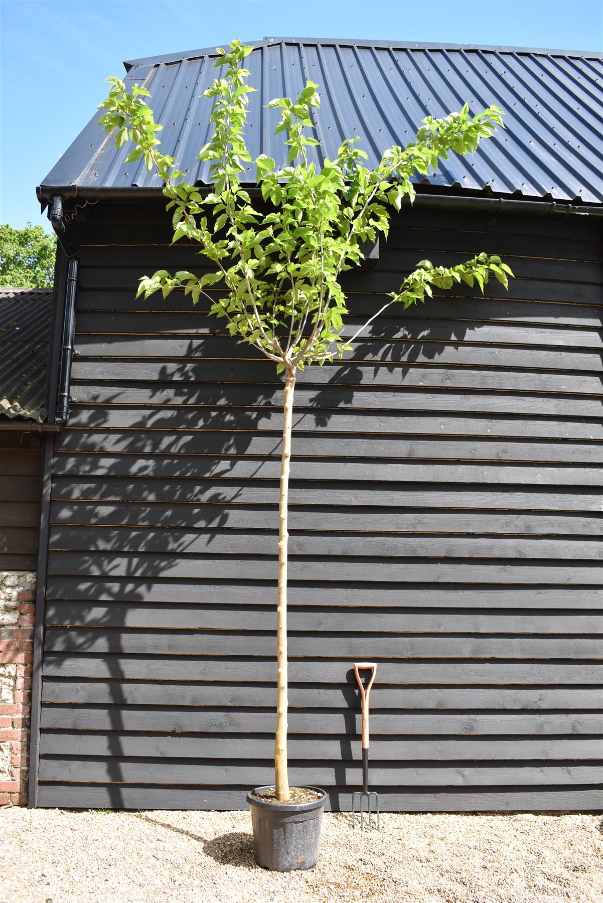 Morus Alba | White Mulberry - Clear Stem - Girth 14-16cm - 300cm - 35l ...