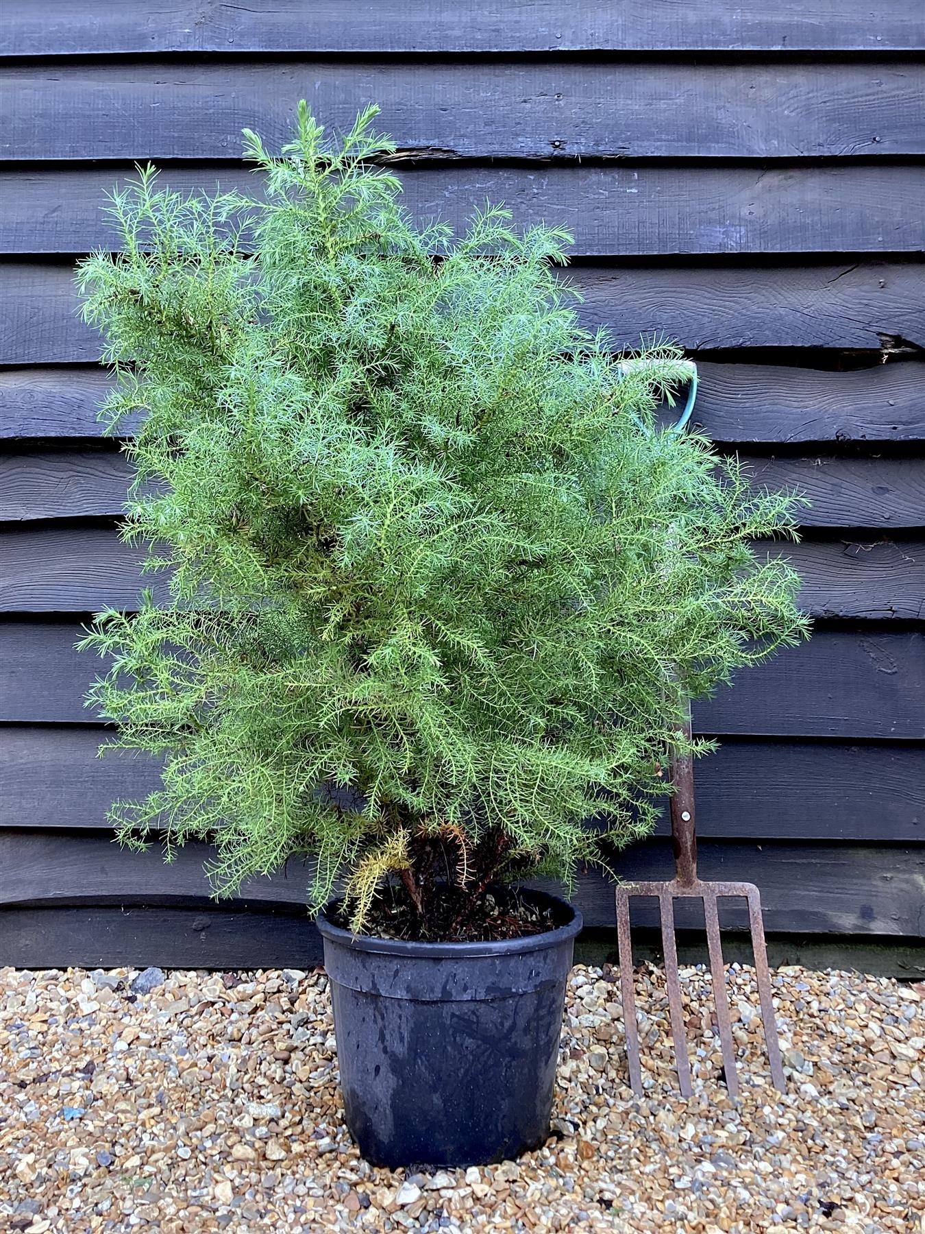 Cryptomeria japonica elegans | Japanese cedar - 100-125cm, 15lt ...