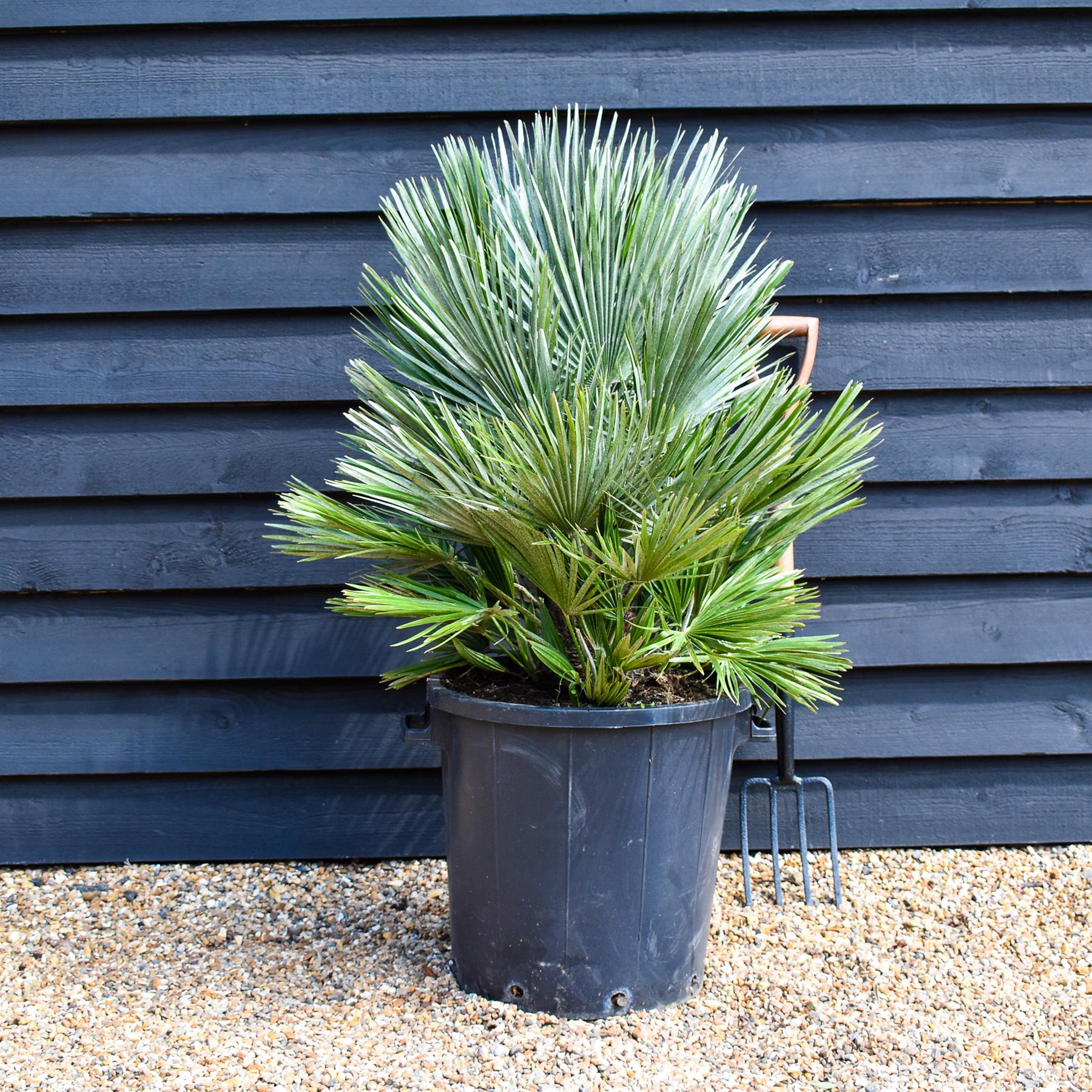 Chamaerops Compacta - Height 80-90cm - Shrub - 50lt – Arundel Arboretum
