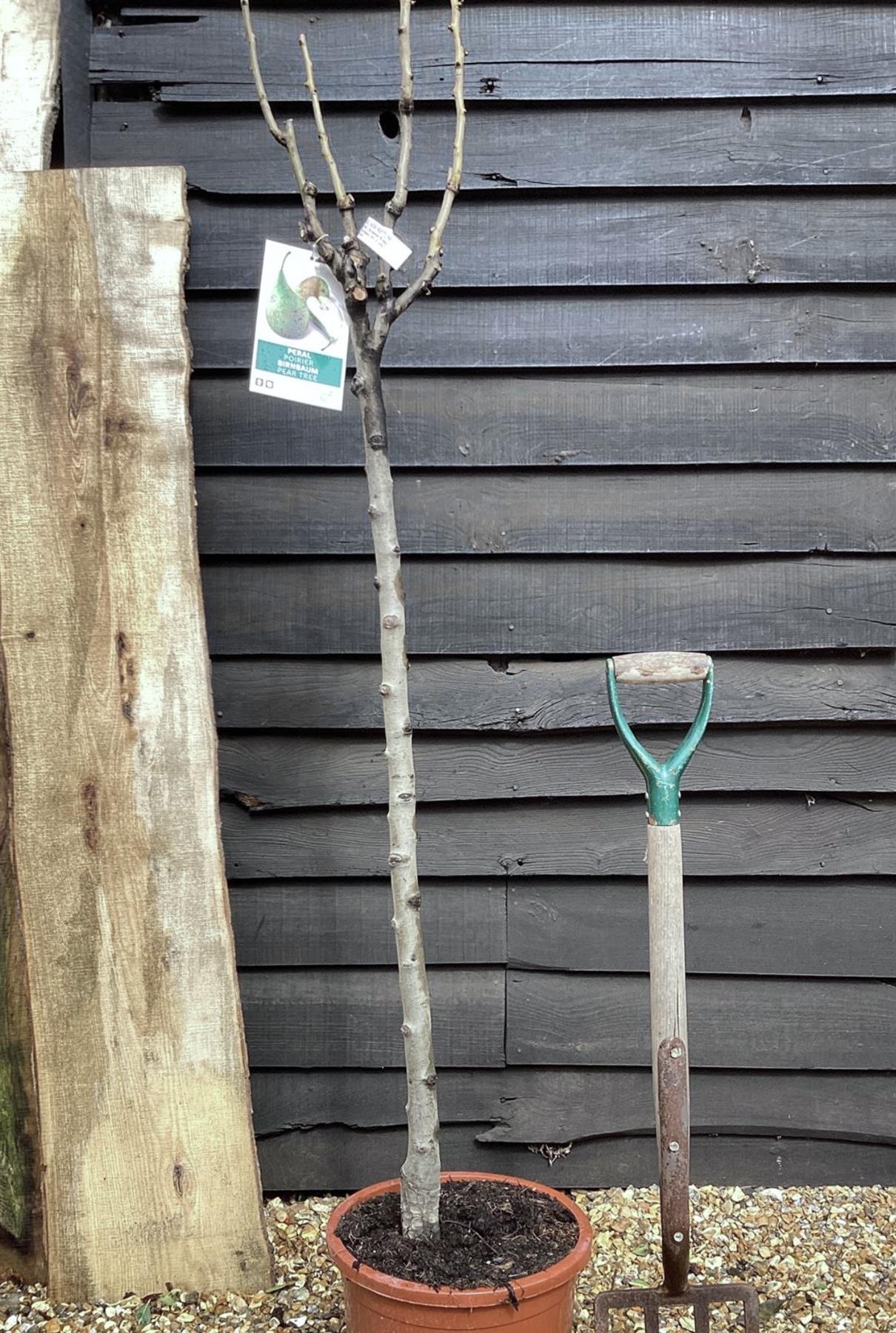 Pear tree 'Conference' | Pyrus communis - 170-180cm - 30lt – Arundel ...